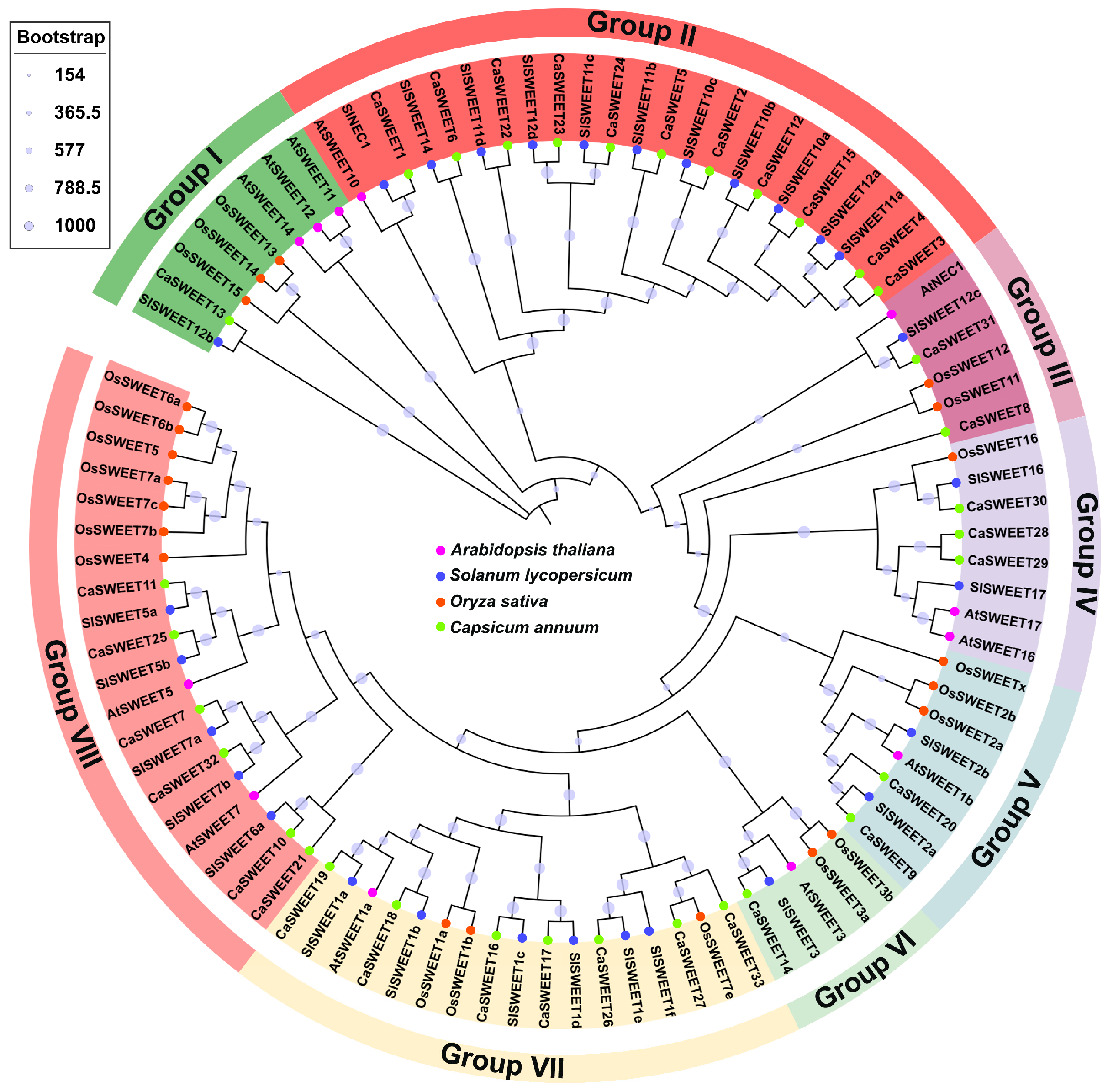Genome-Wide Identification and Expression Analysis of the SWEET Gene ...