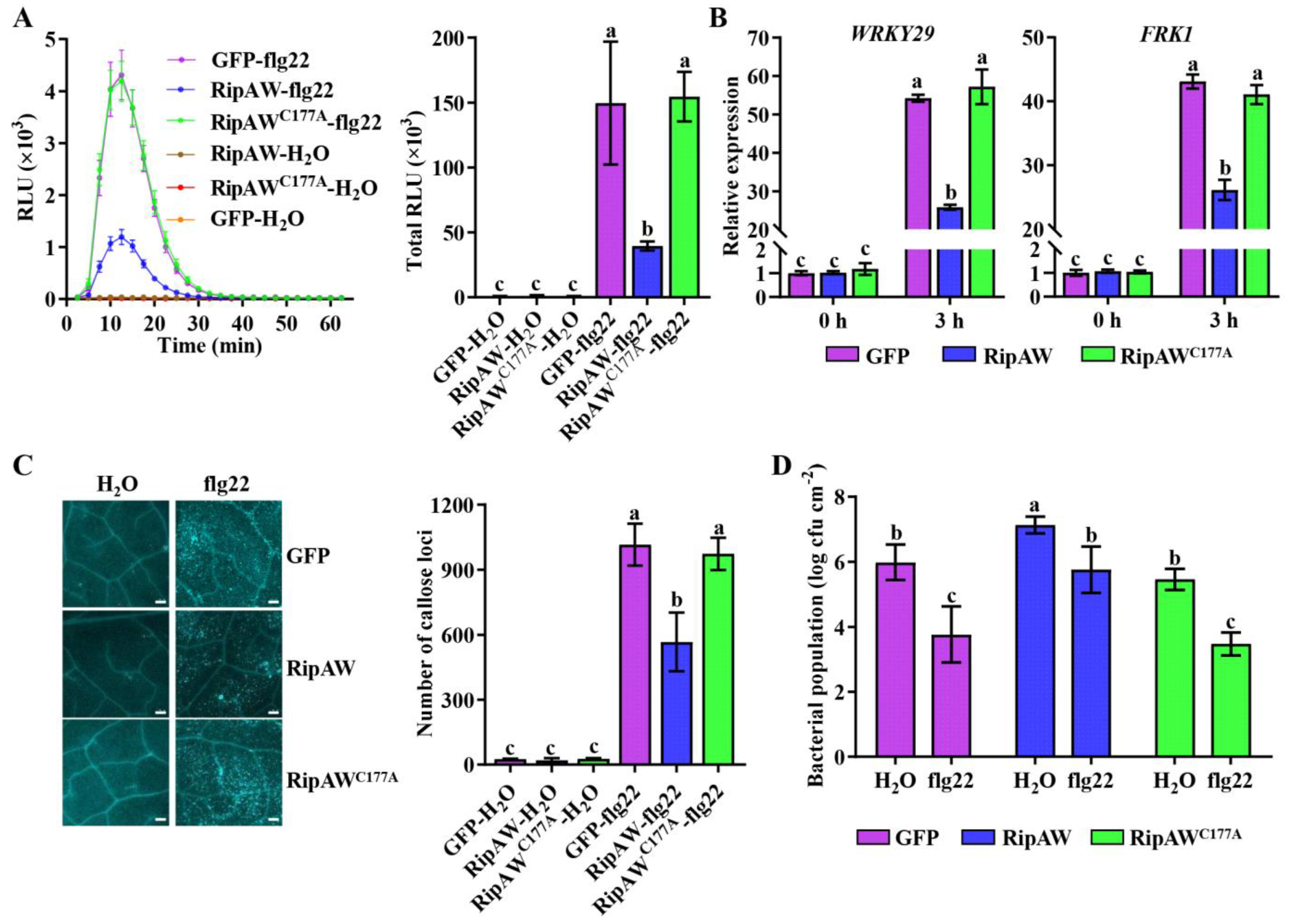 The Ralstonia solanacearum Type III Effector RipAW Targets the Immune ...
