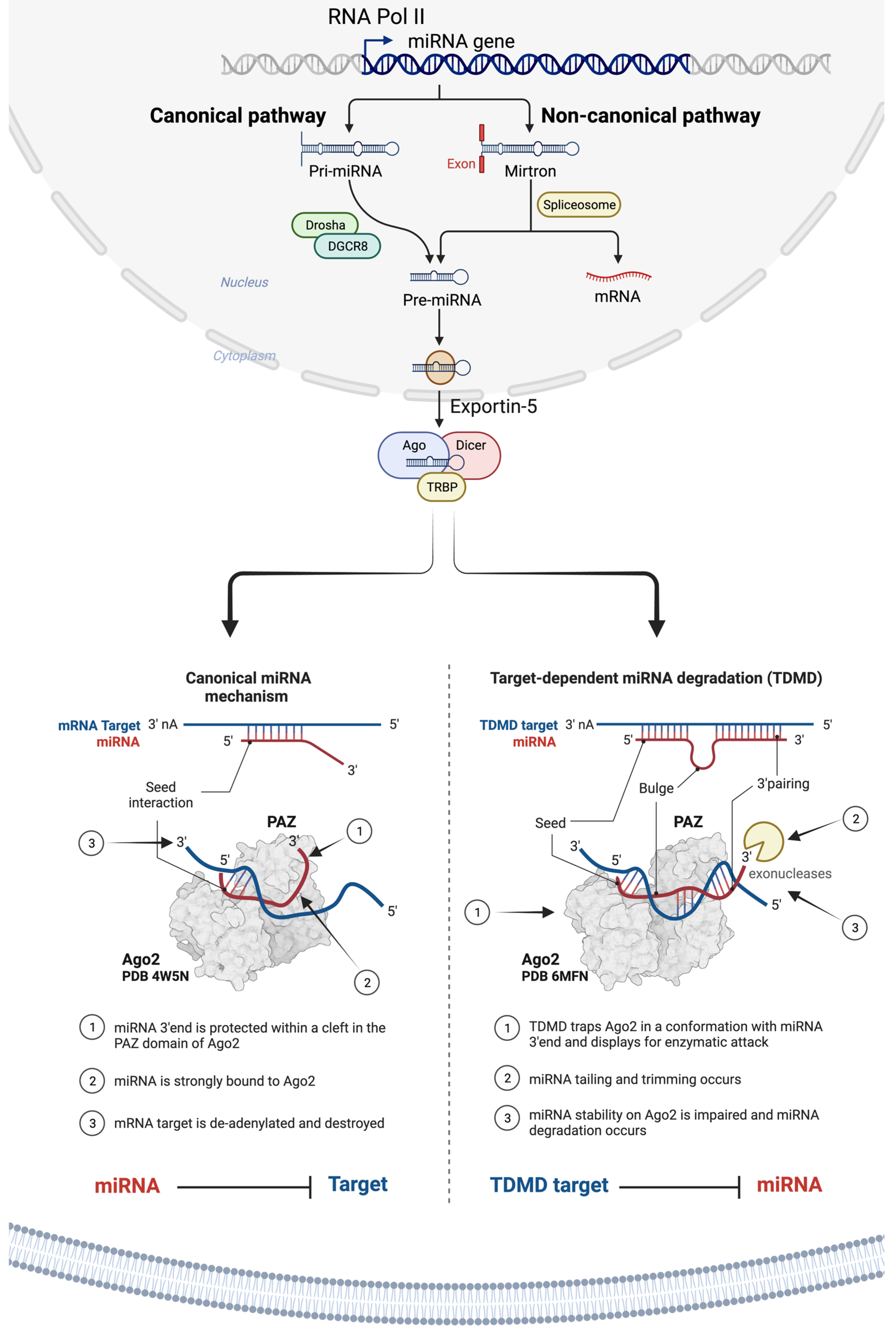 Trials and Tribulations of MicroRNA Therapeutics | MDPI
