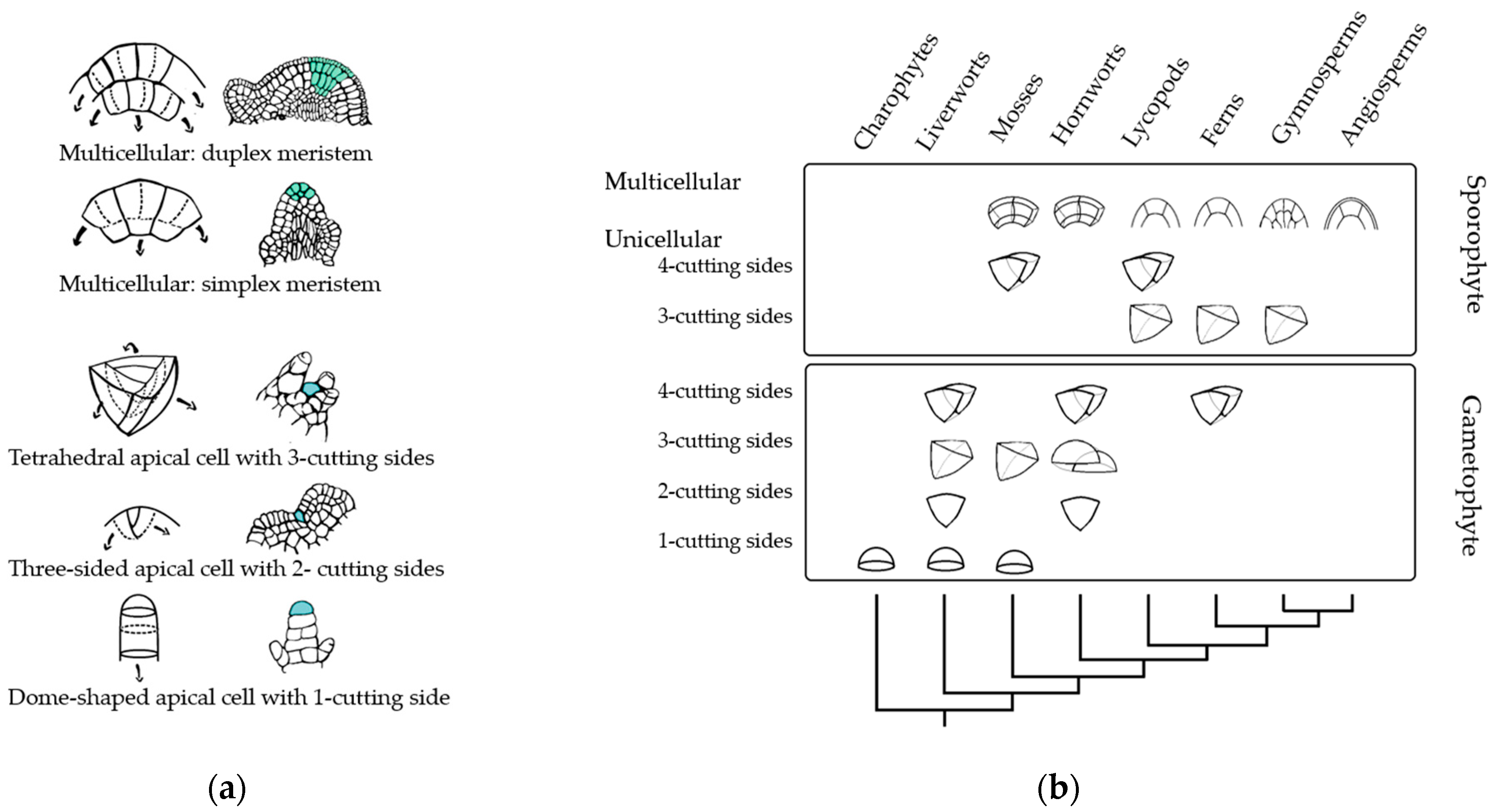 The Shoot Apical Meristem: An Evolutionary Molding of Higher Plants | MDPI
