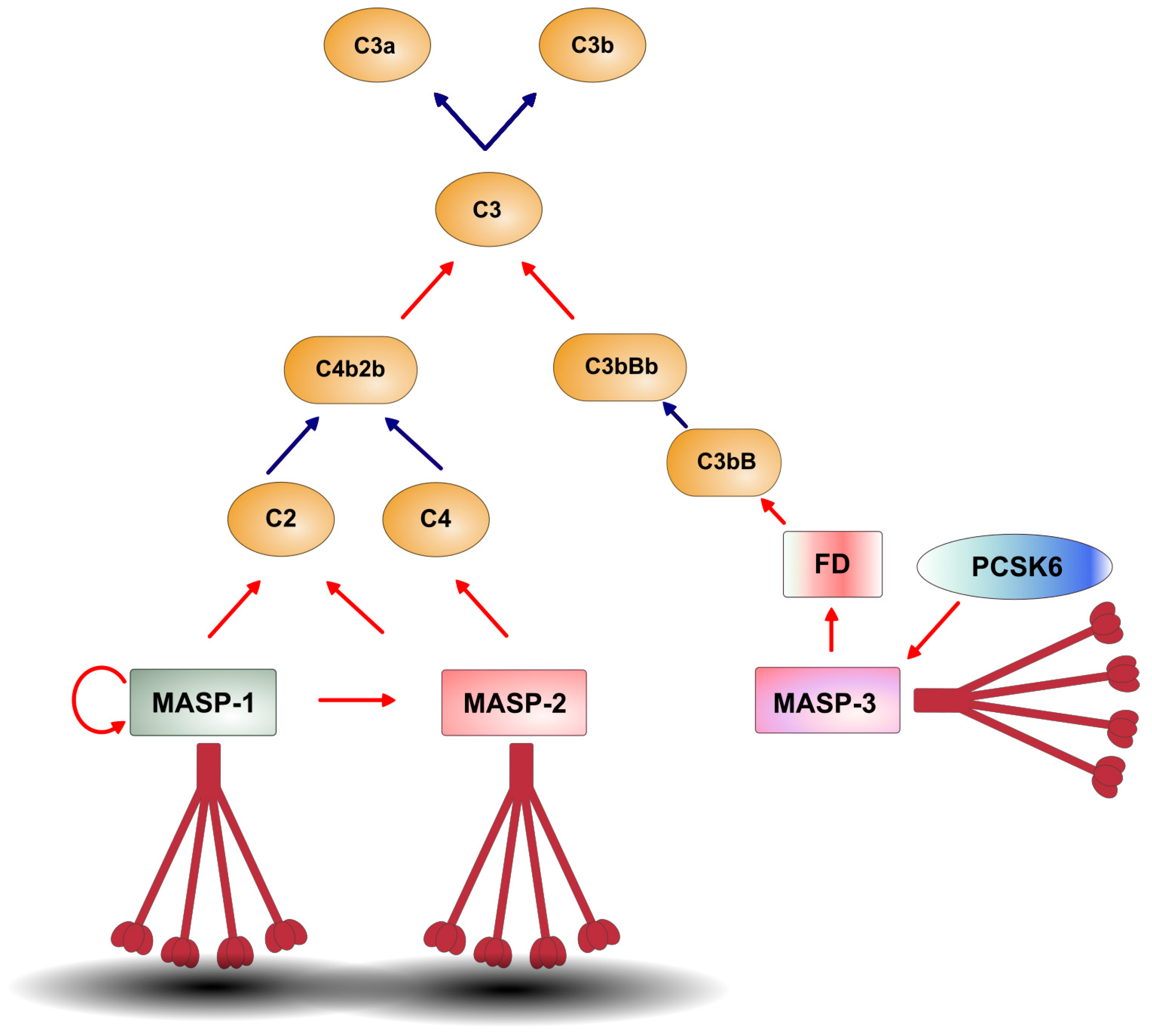 The Lectin Pathway of the Complement System—Activation, Regulation, Disease Connections and ...