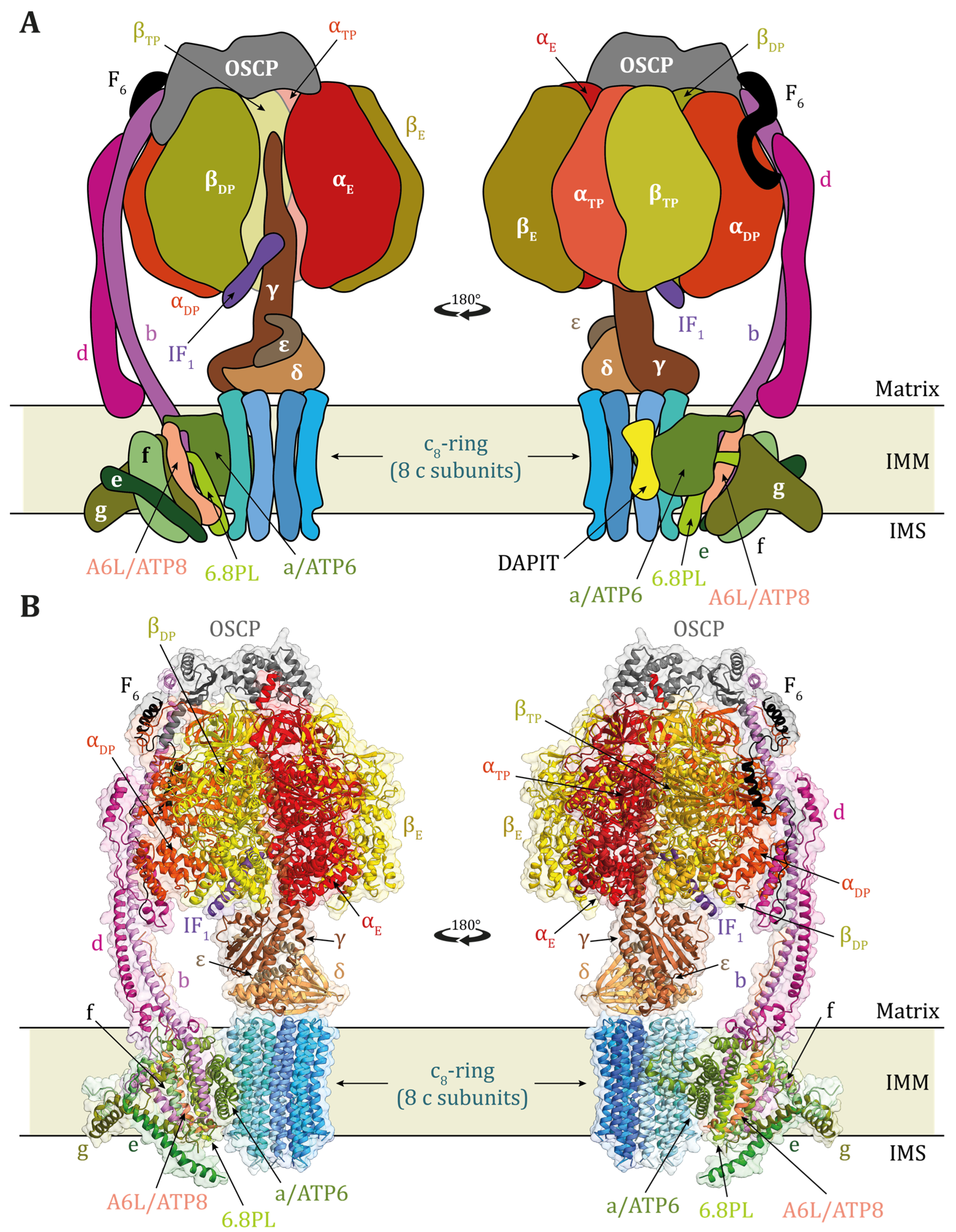Variants in Human ATP Synthase Mitochondrial Genes: Biochemical ...