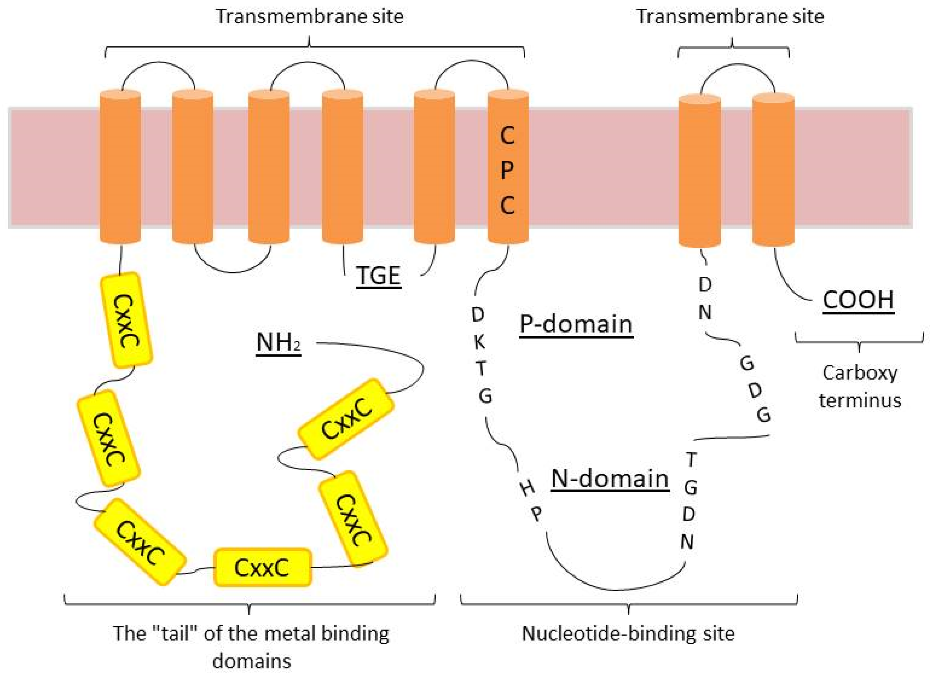 Epidemiology of Wilson’s Disease and Pathogenic Variants of the ATP7B ...