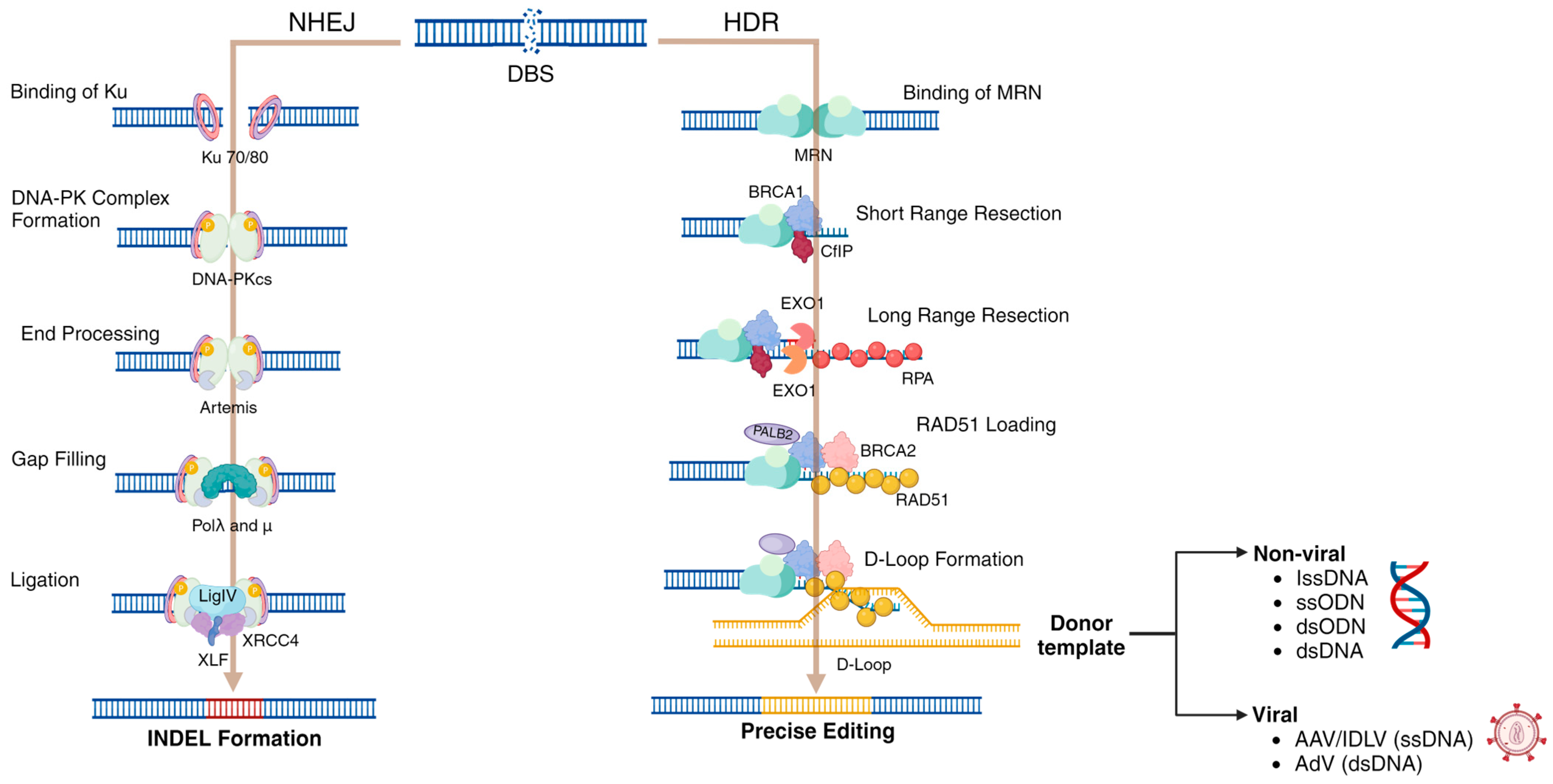 Current Strategies for Increasing Knock-In Efficiency in CRISPR/Cas9 ...