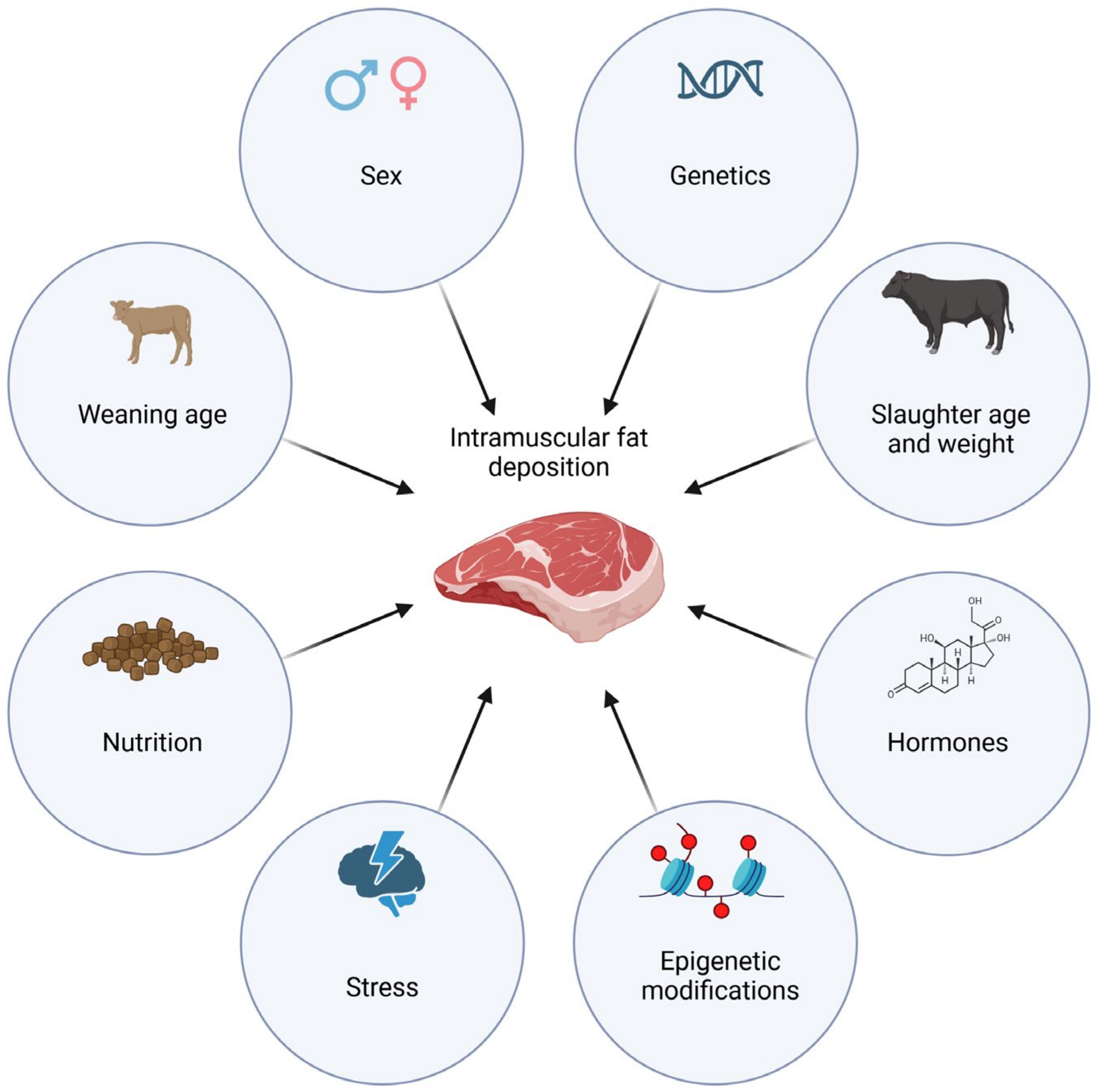 Molecular and Cellular Mechanisms of Intramuscular Fat Development and ...