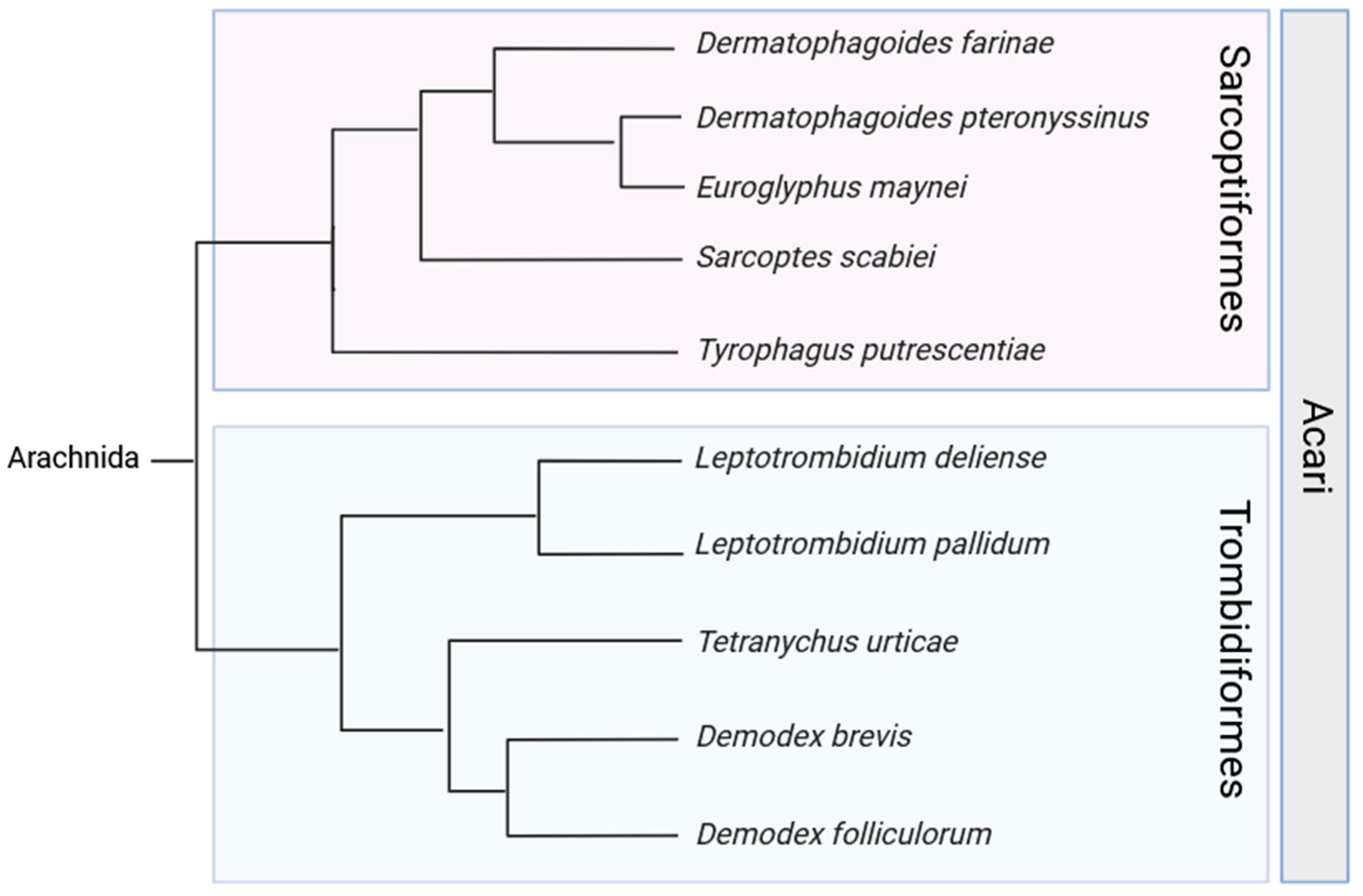 Microscopic Menaces: The Impact of Mites on Human Health | MDPI