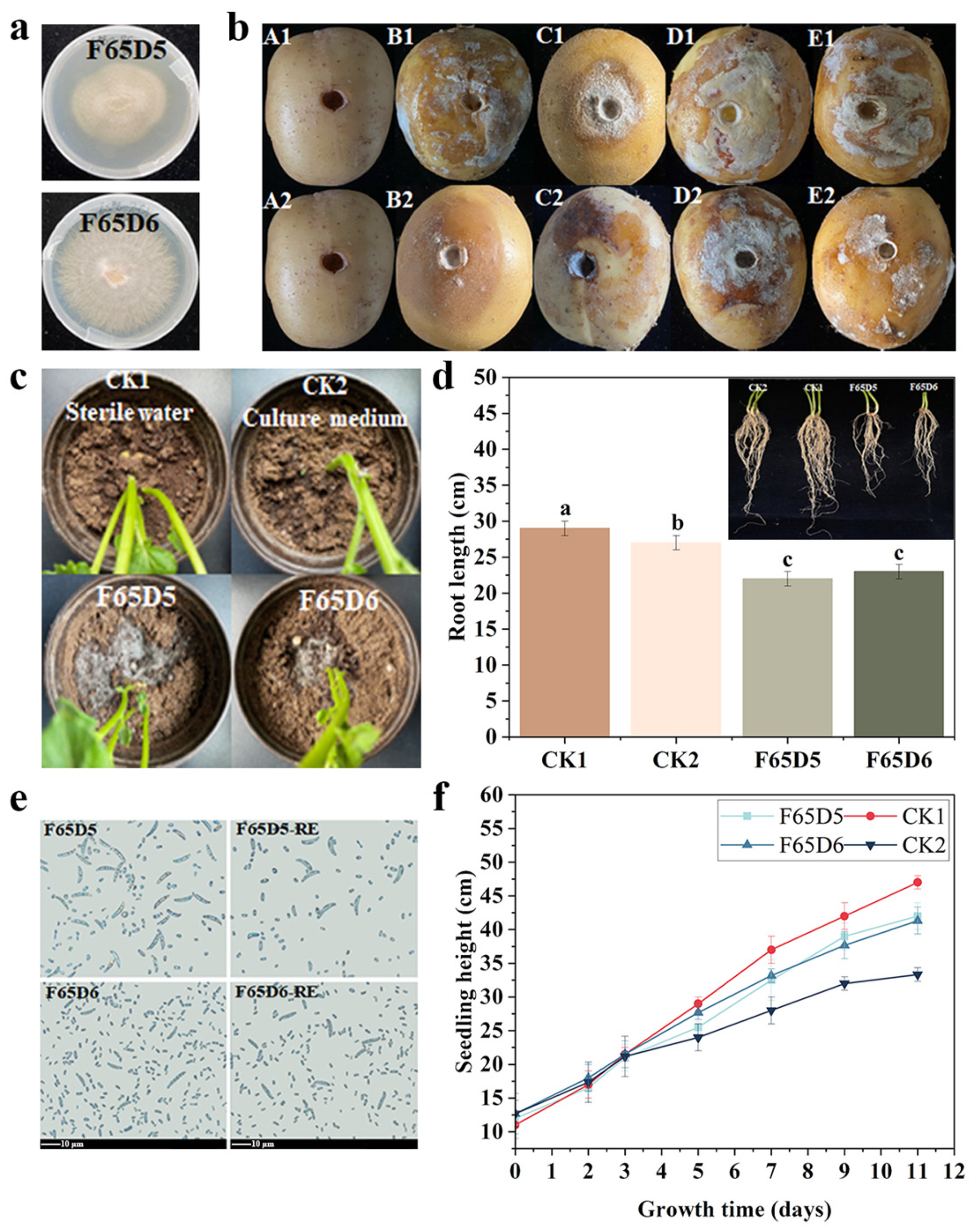Synthetic Microbial Community Members Interact to Metabolize Caproic ...