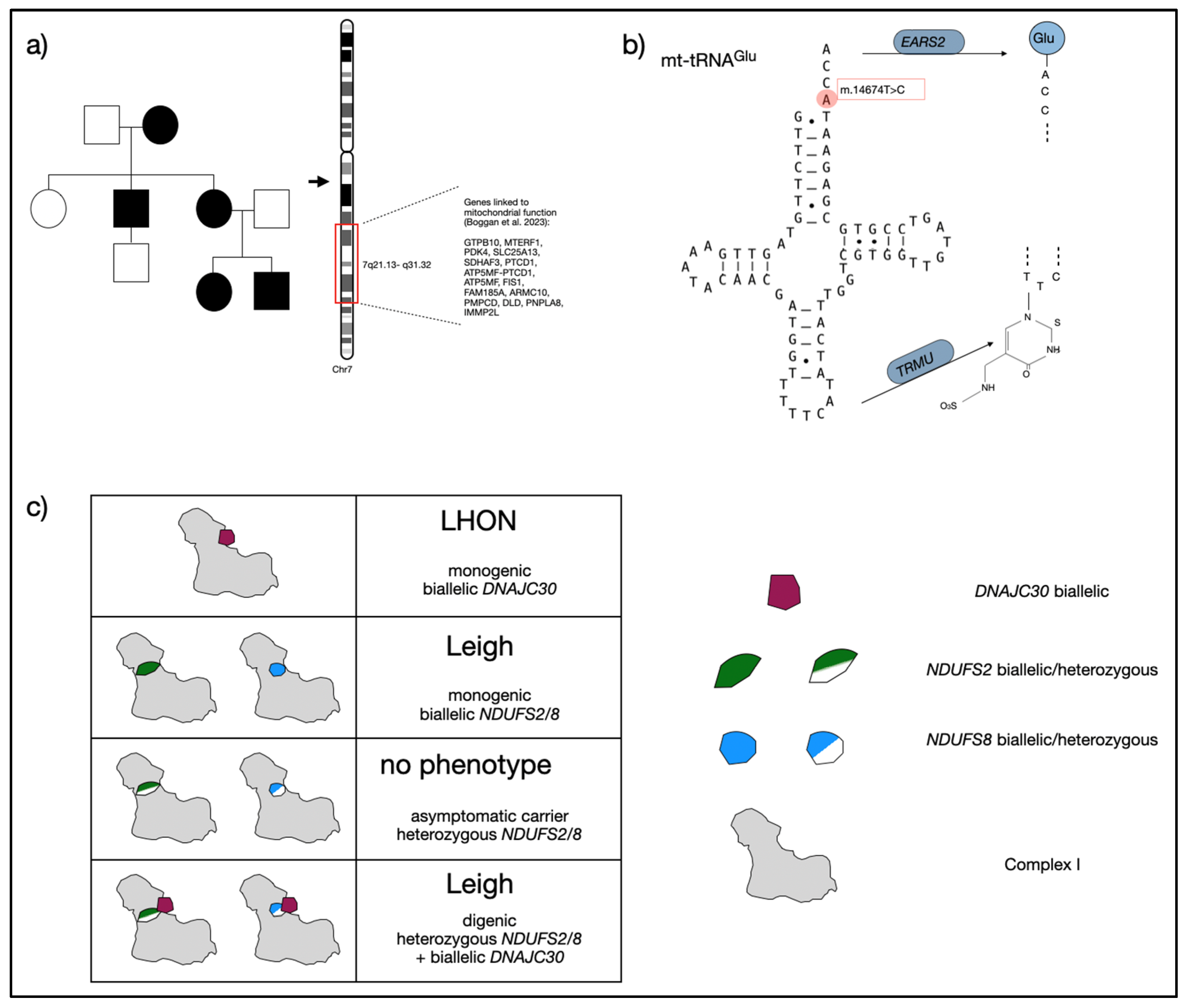 Digenic Inheritance in Rare Disorders and Mitochondrial Disease ...