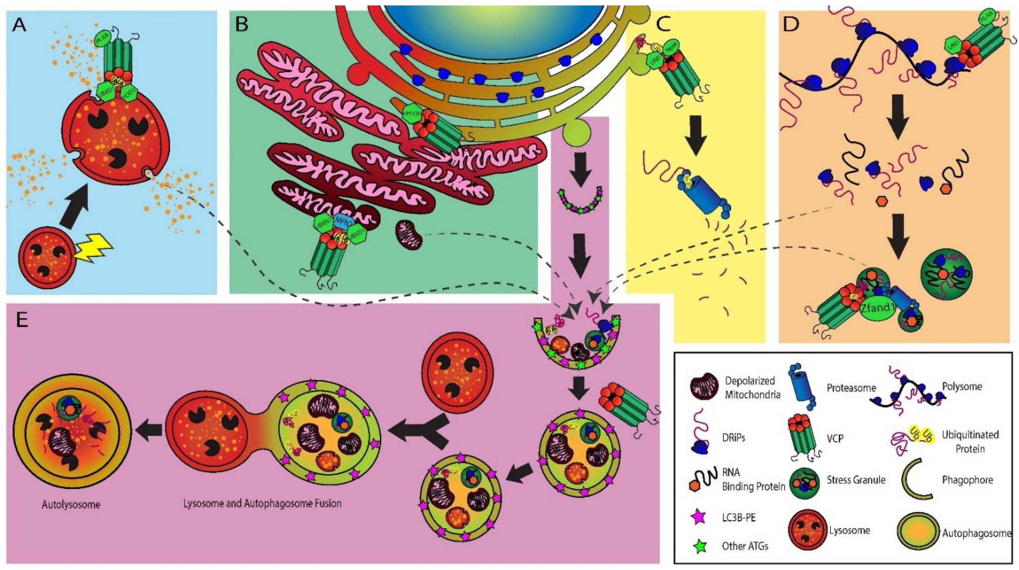 Valosin-Containing Protein (VCP): A Review of Its Diverse Molecular ...