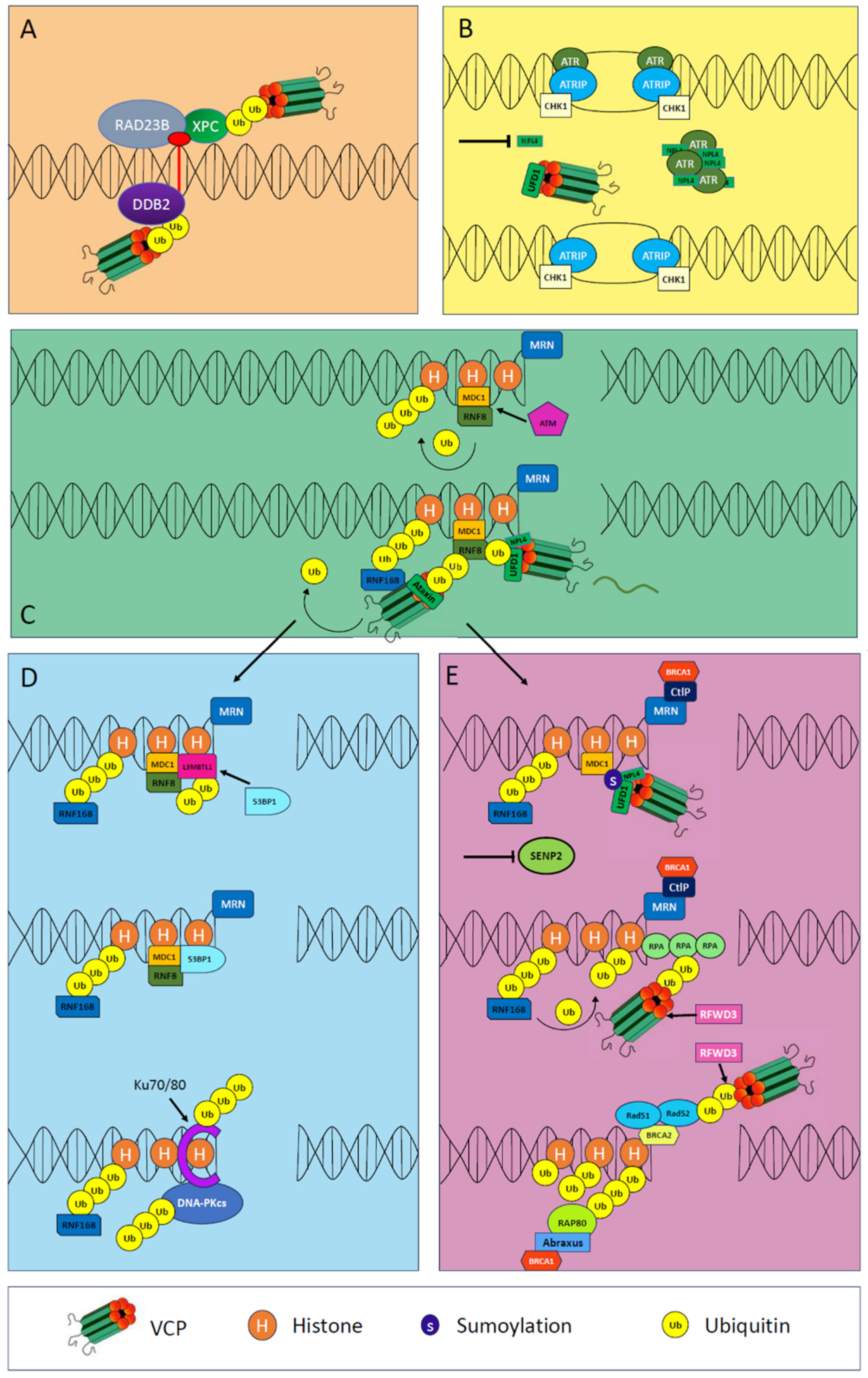 Valosin-Containing Protein (VCP): A Review of Its Diverse Molecular ...