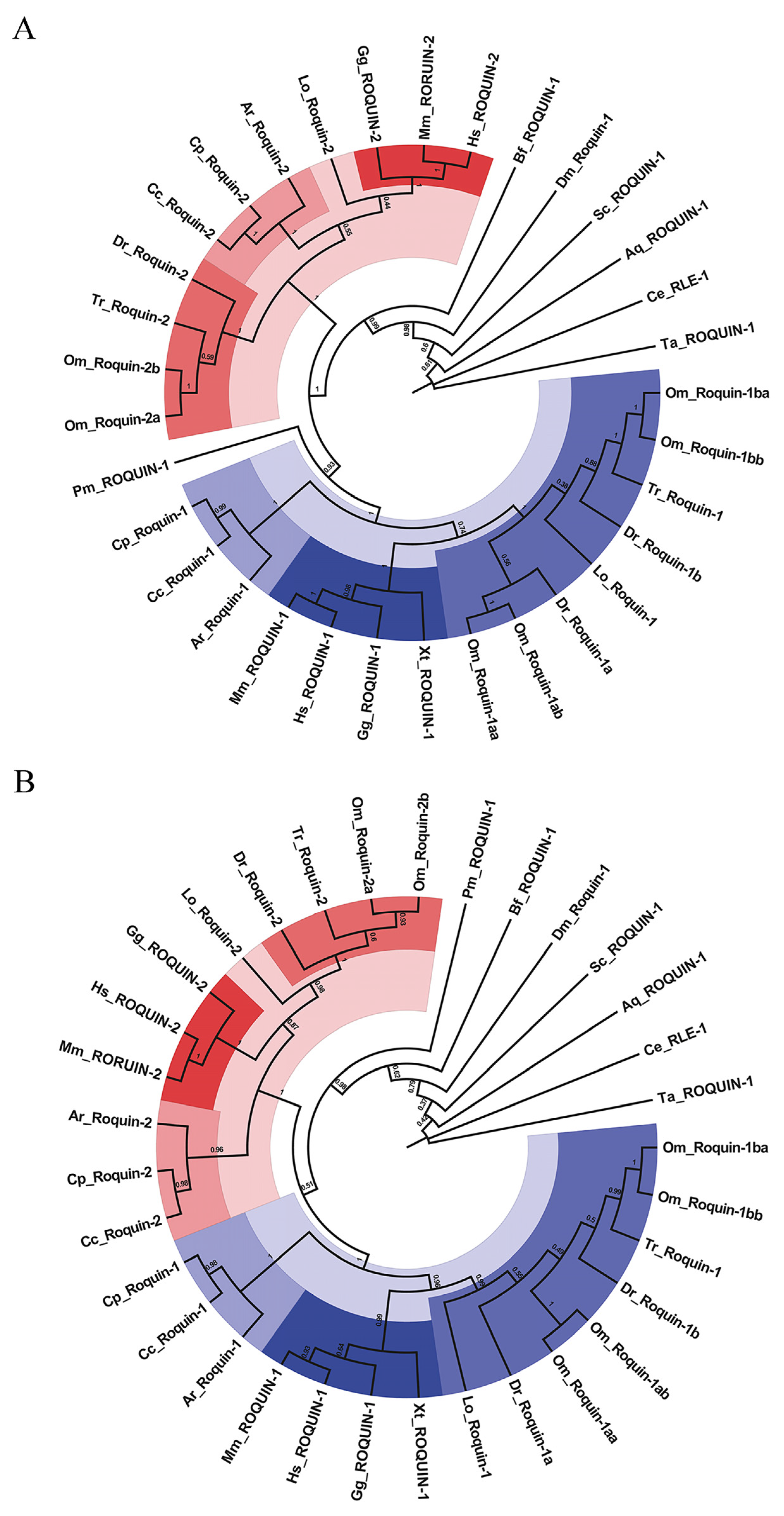 Bioinformatic Analysis of Roquin Family Reveals Their Potential Role in ...