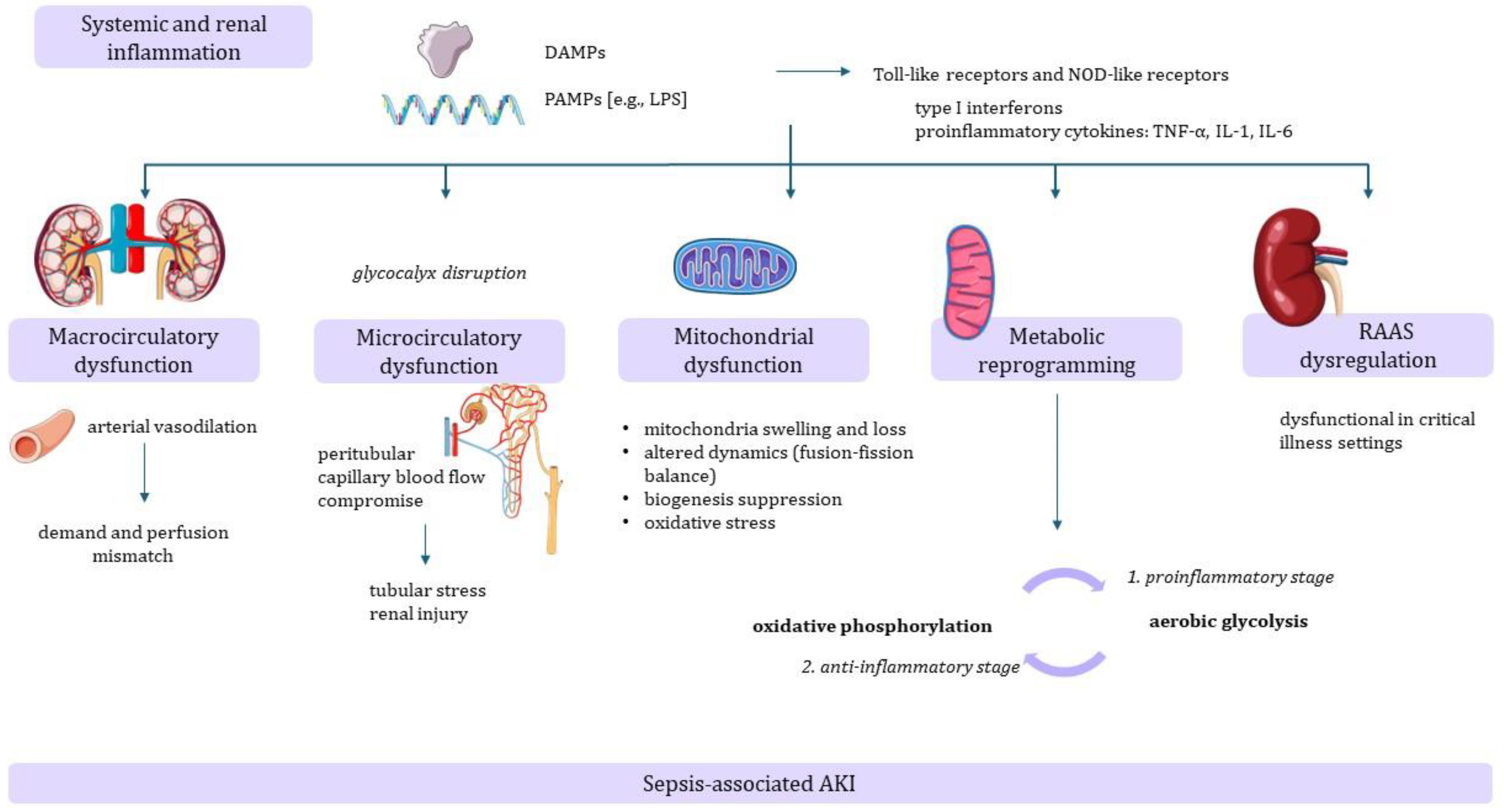Acute Kidney Injury in Sepsis | MDPI