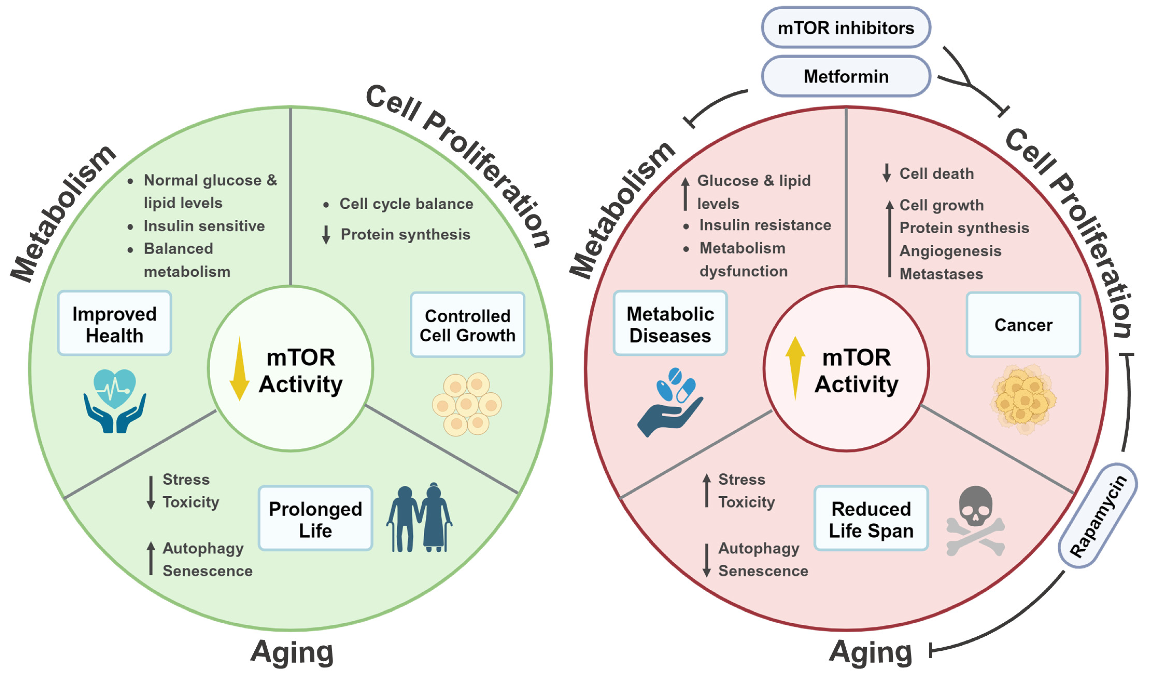 mTOR: Its Critical Role in Metabolic Diseases, Cancer, and the Aging ...