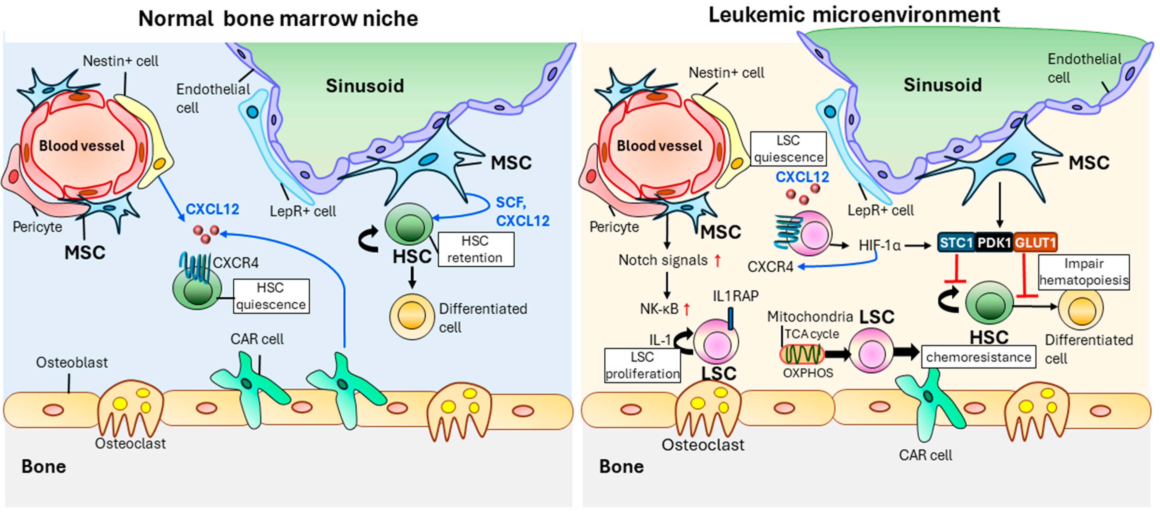 Leukemic Stem Cells and Hematological Malignancies | MDPI