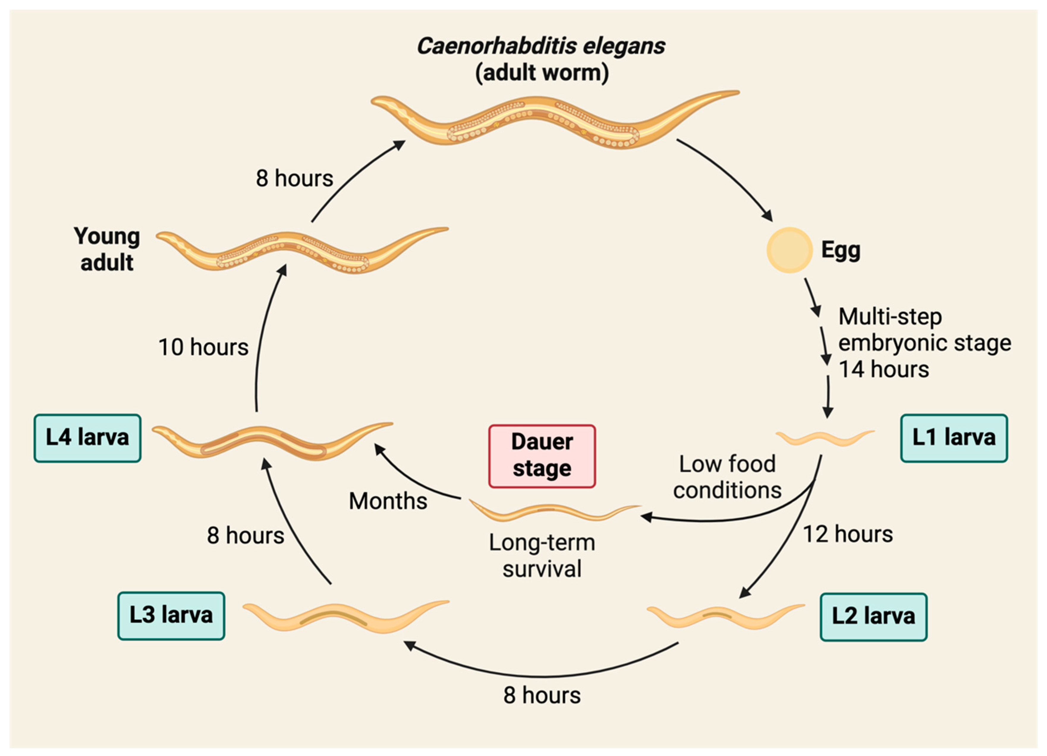 Caenorhabditis elegans as a Convenient Animal Model for Microbiome ...