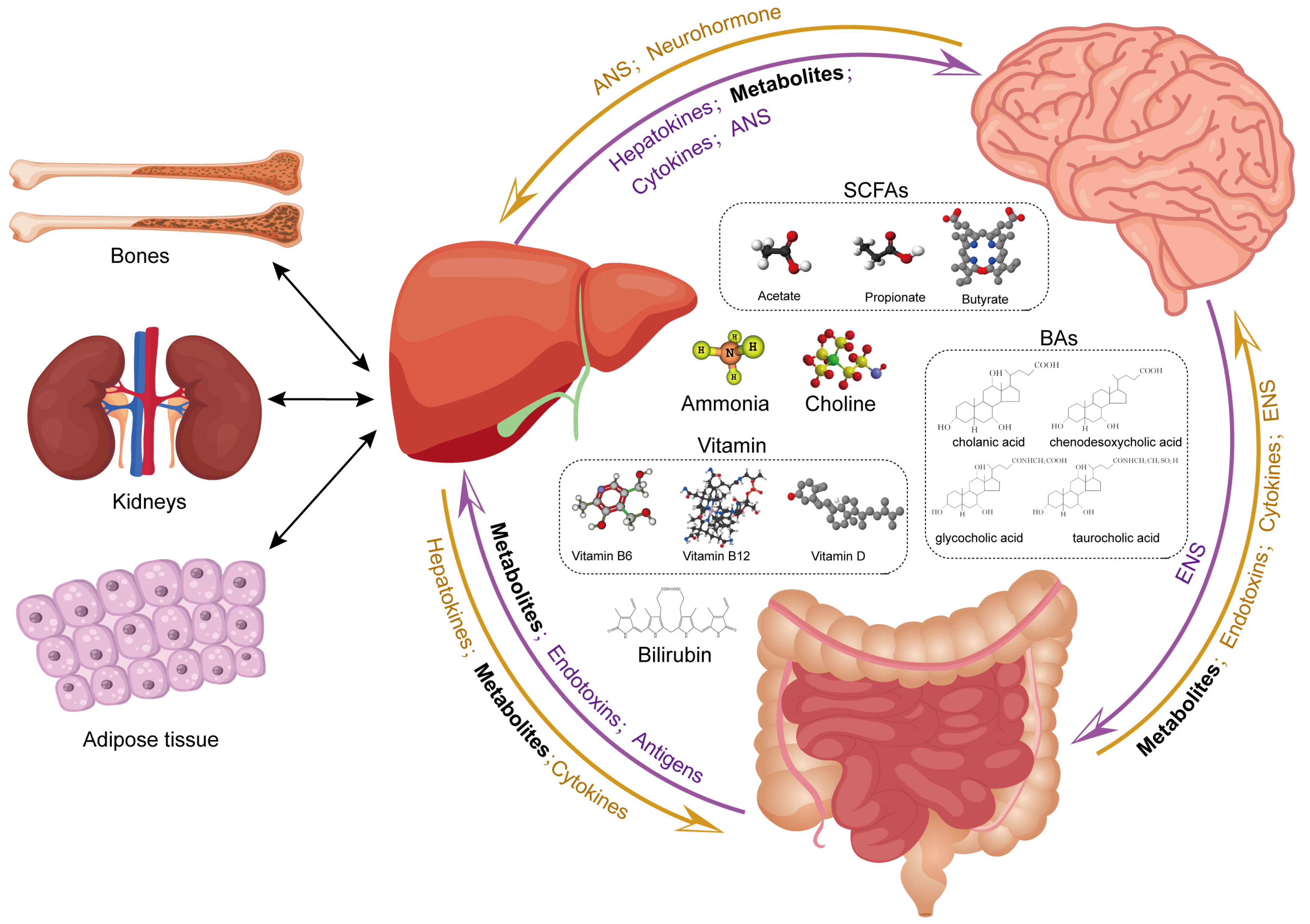 Metabolic Crosstalk between Liver and Brain: From Diseases to ...
