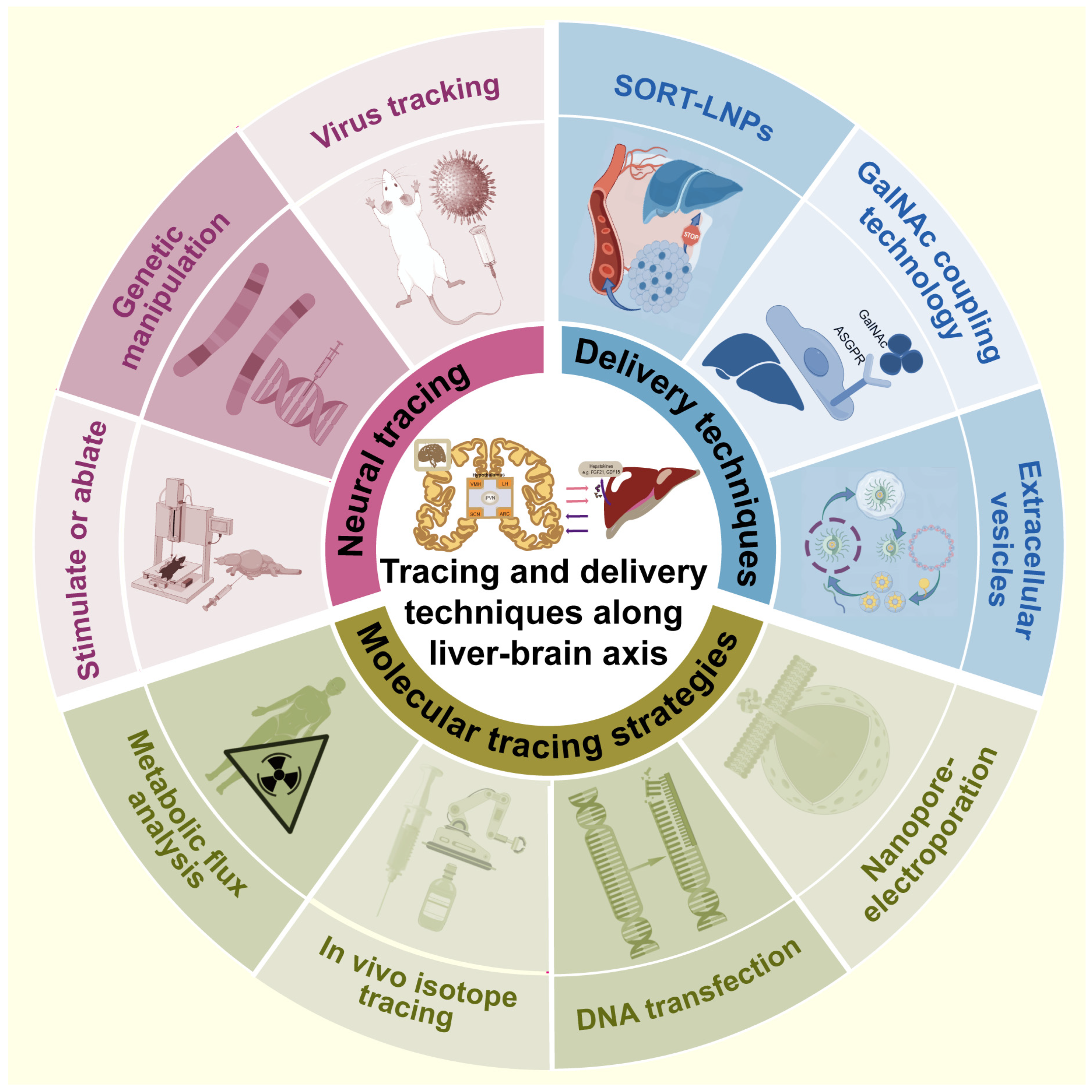 Metabolic Crosstalk between Liver and Brain: From Diseases to ...