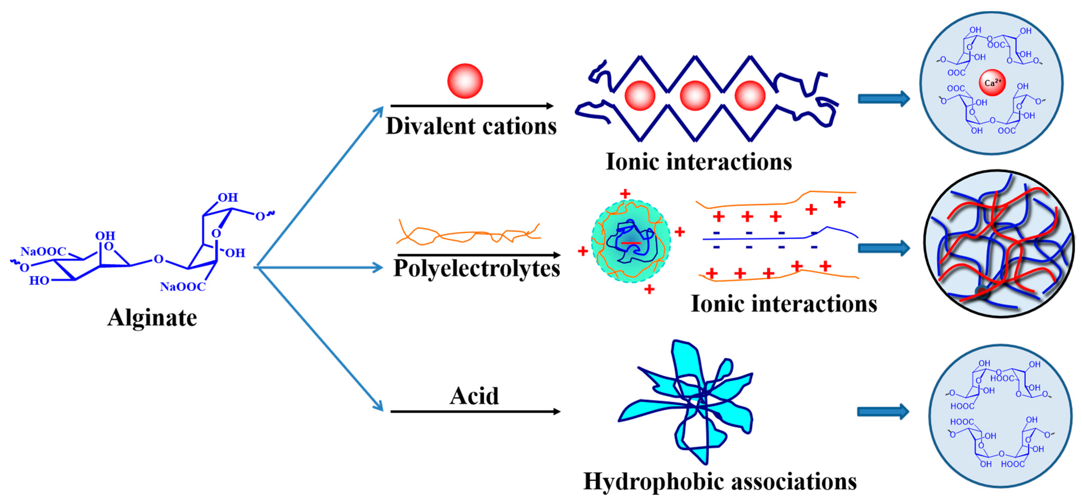 Fabrication and Biomedical Application of Alginate Composite Hydrogels ...