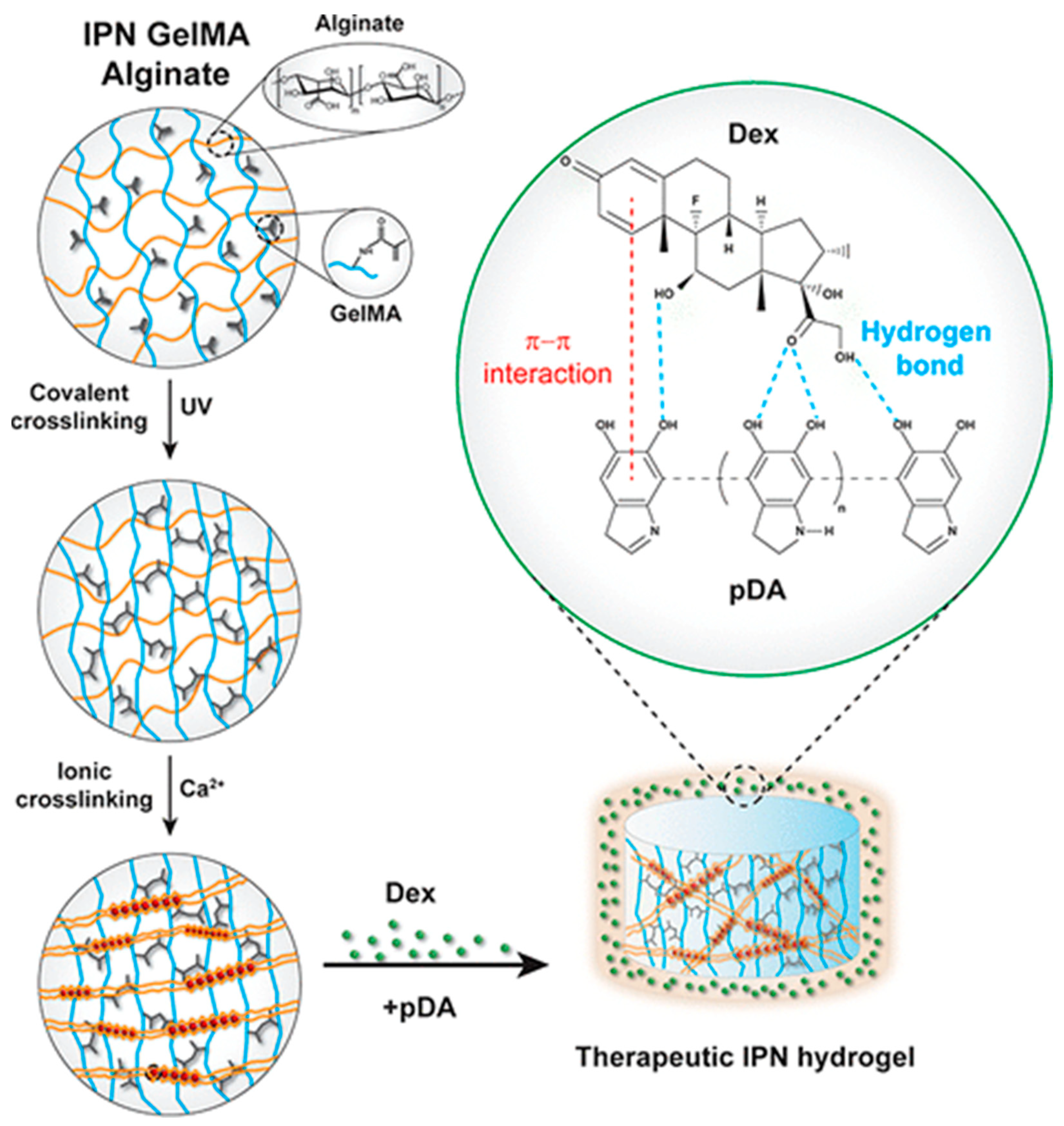 Fabrication and Biomedical Application of Alginate Composite Hydrogels ...