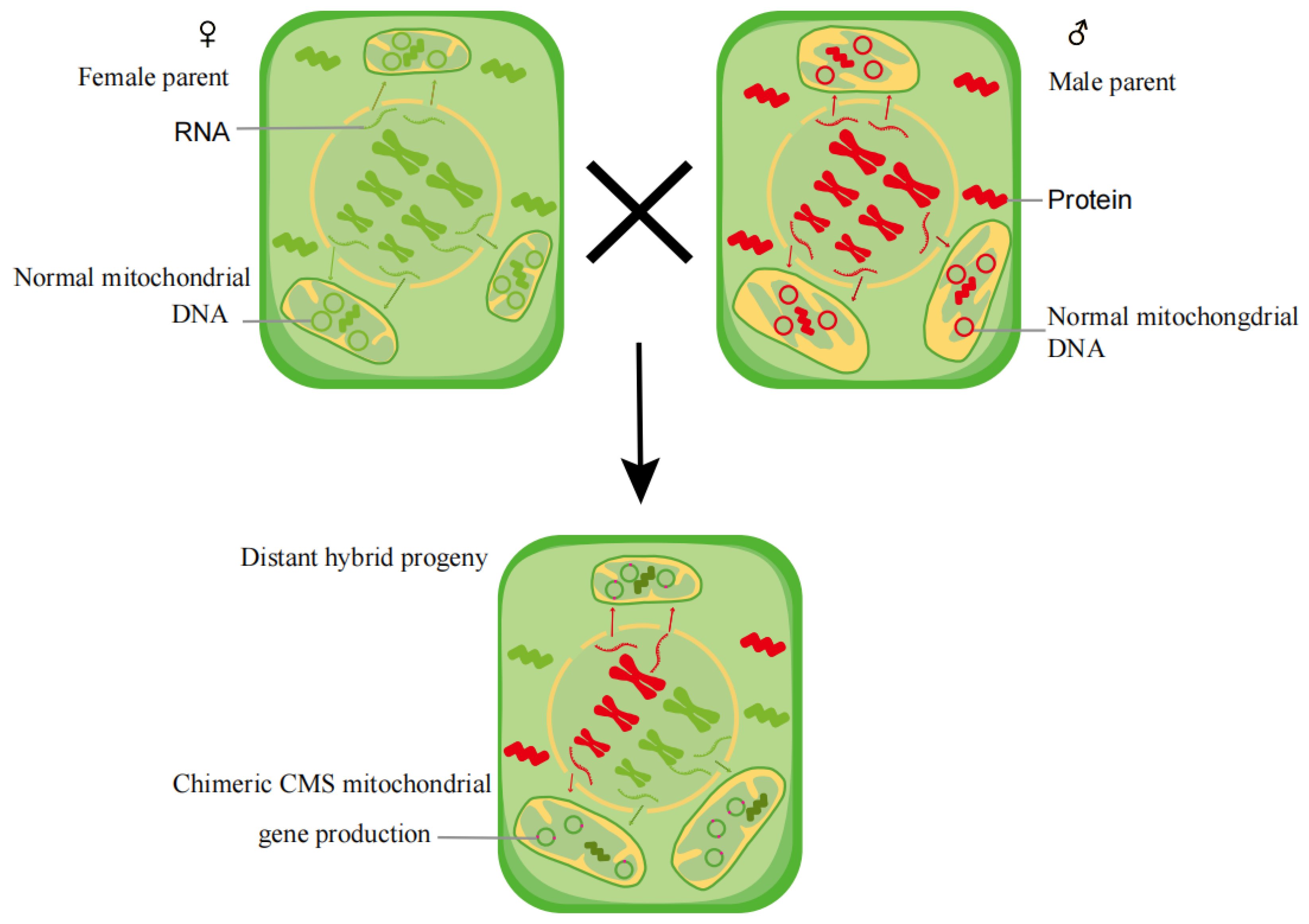 A Systematic Review and Developmental Perspective on Origin of CMS ...
