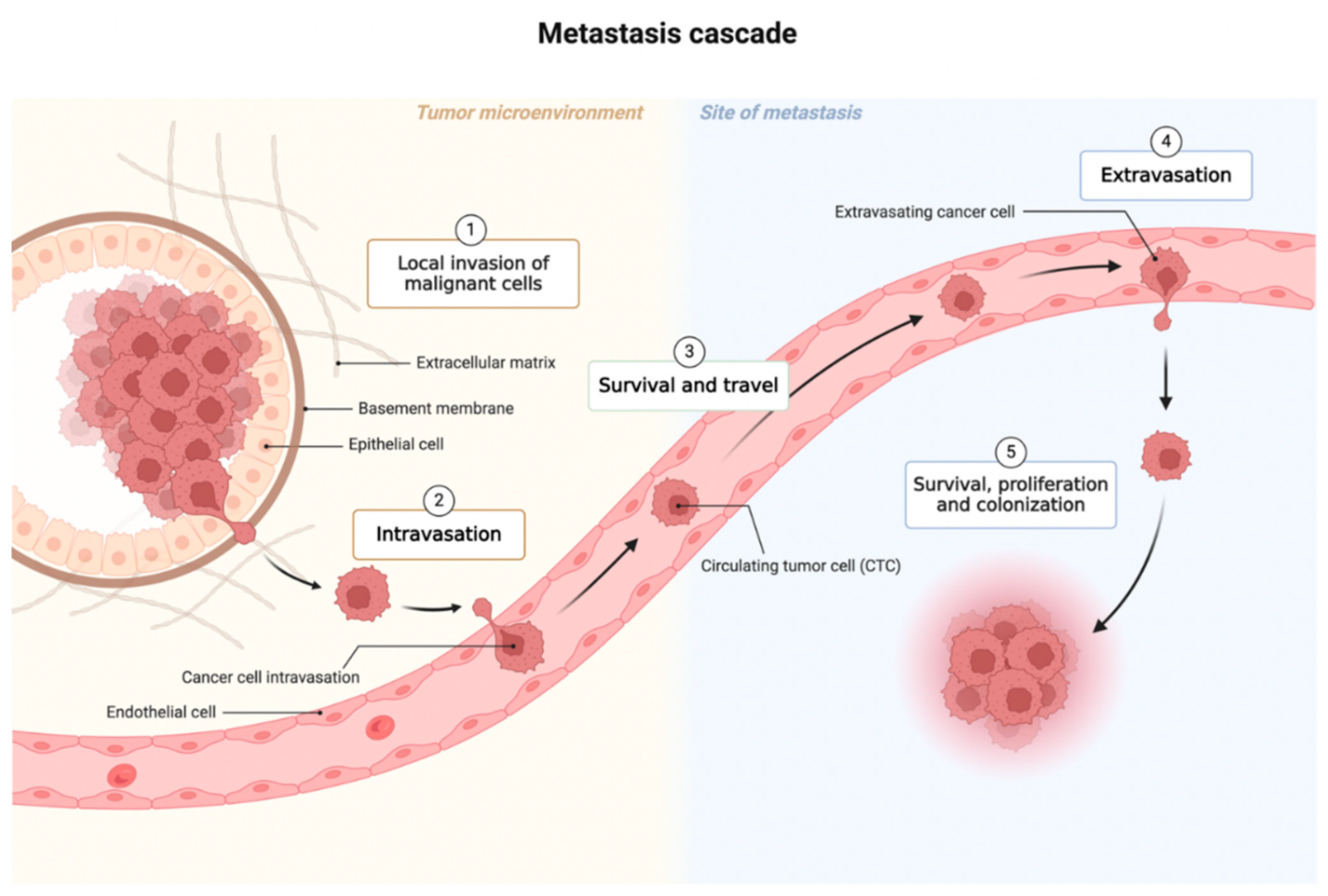 Liquid Biopsy in the Clinical Management of Cancers | MDPI