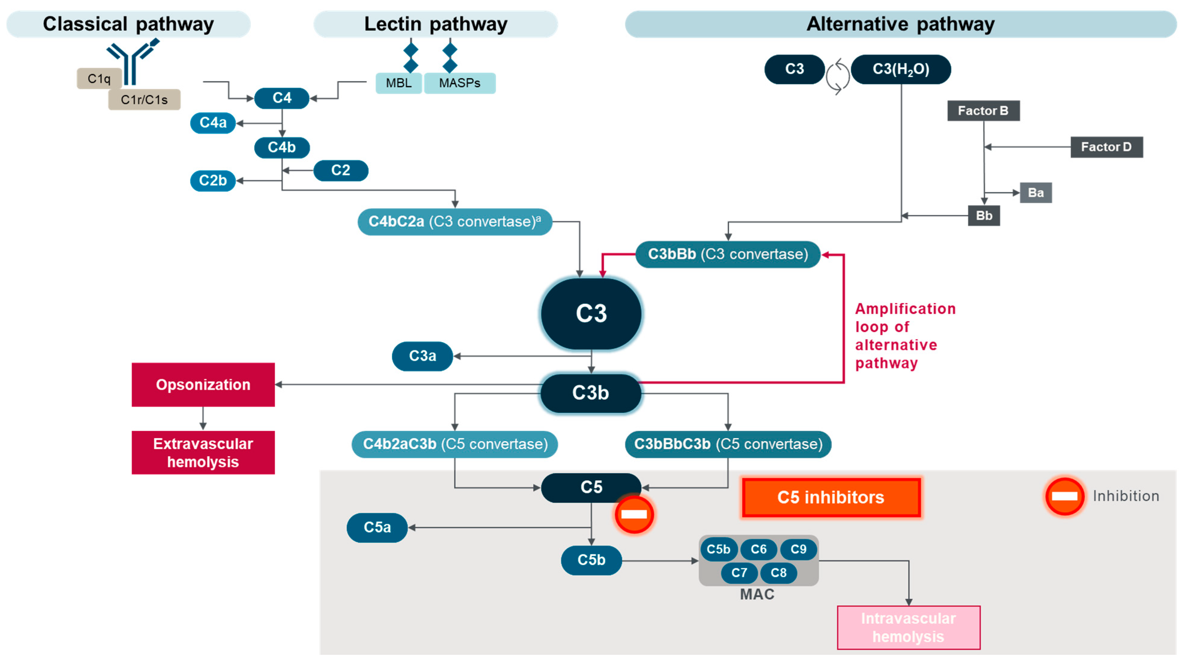 Navigating the Complement Pathway to Optimize PNH Treatment with ...