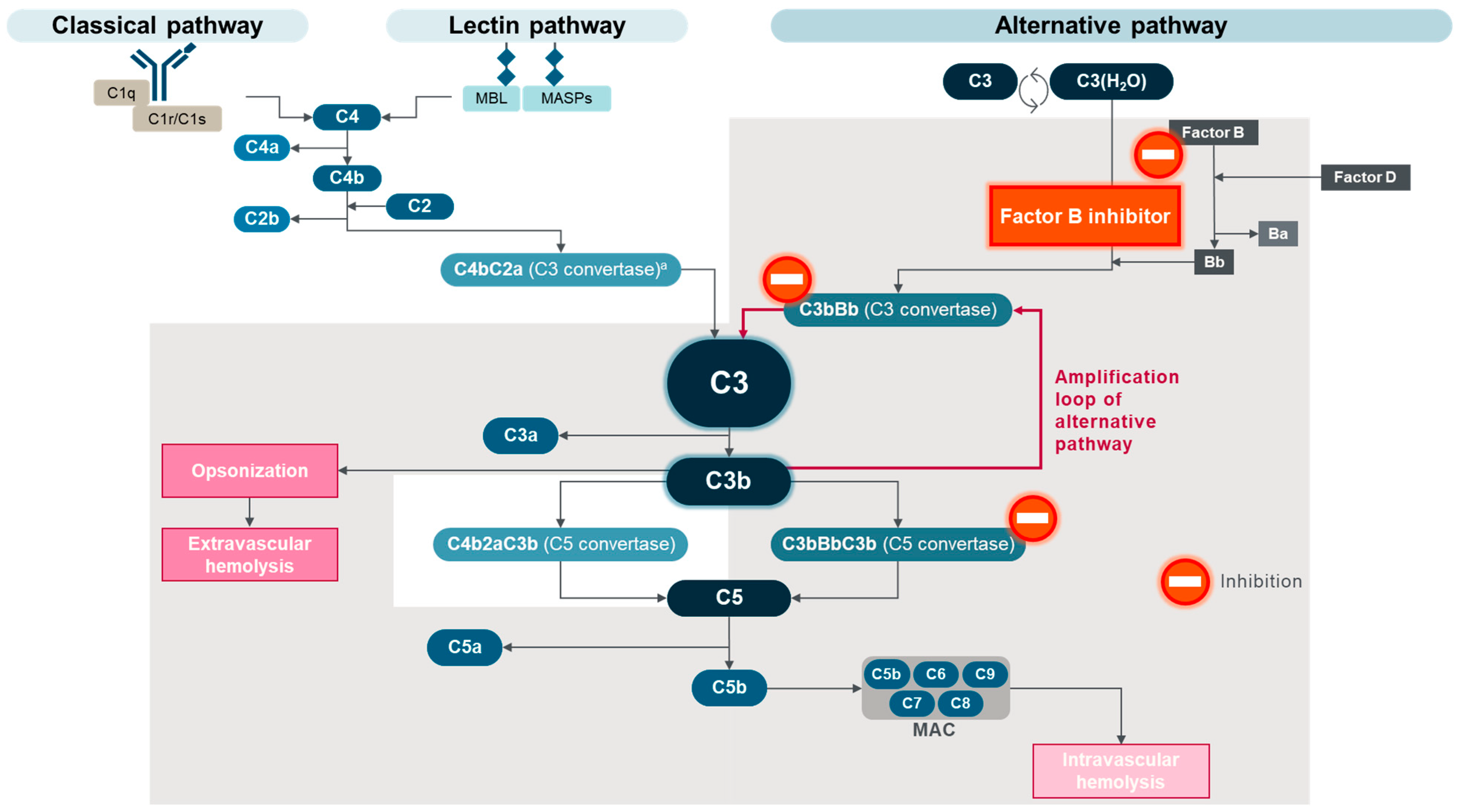 Navigating the Complement Pathway to Optimize PNH Treatment with ...
