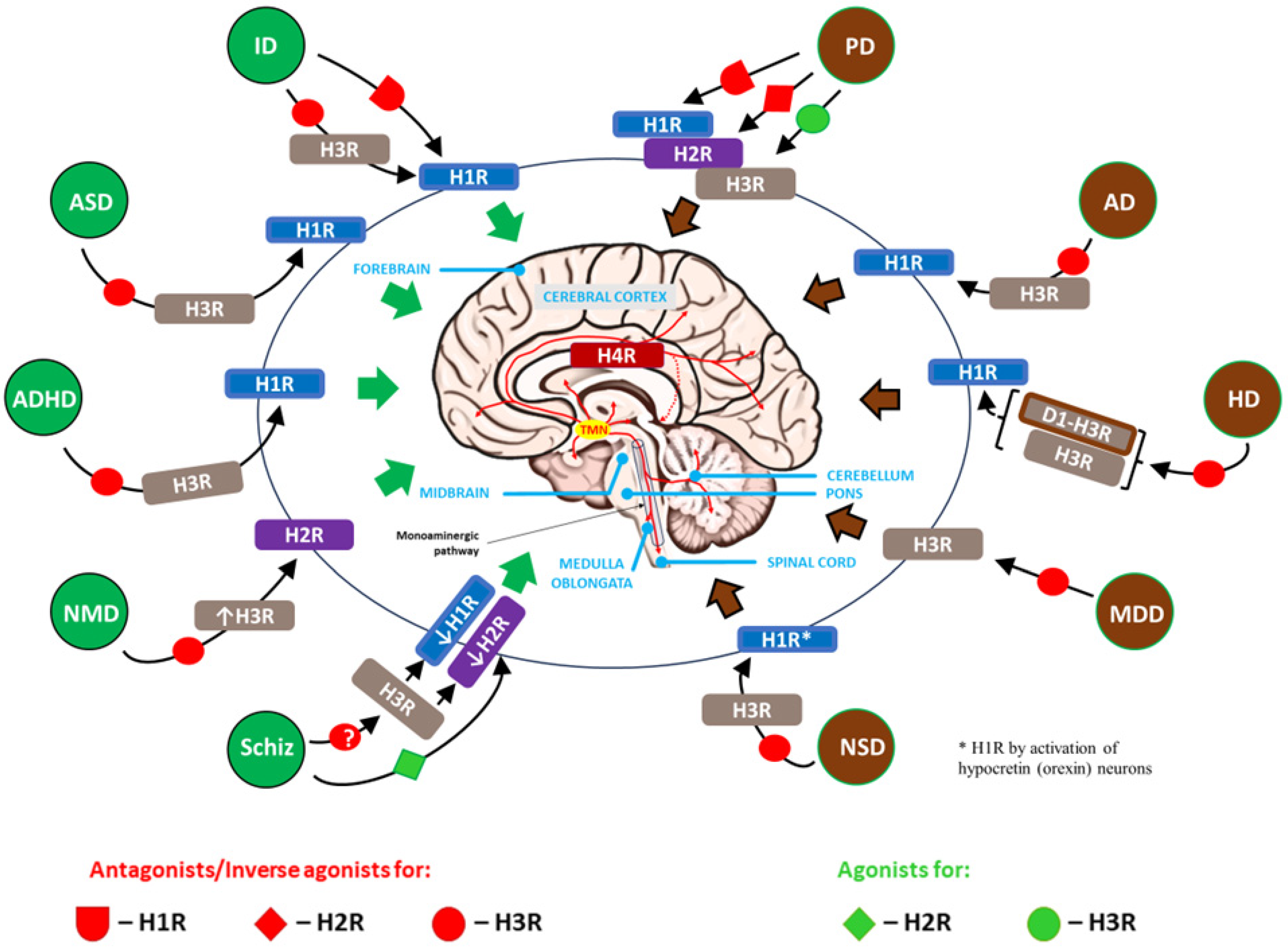 Histaminergic System Activity in the Central Nervous System: The Role ...