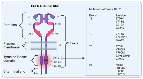 Epidermal Growth Factor Receptor Tyrosine Kinase Inhibitors in Cancer ...