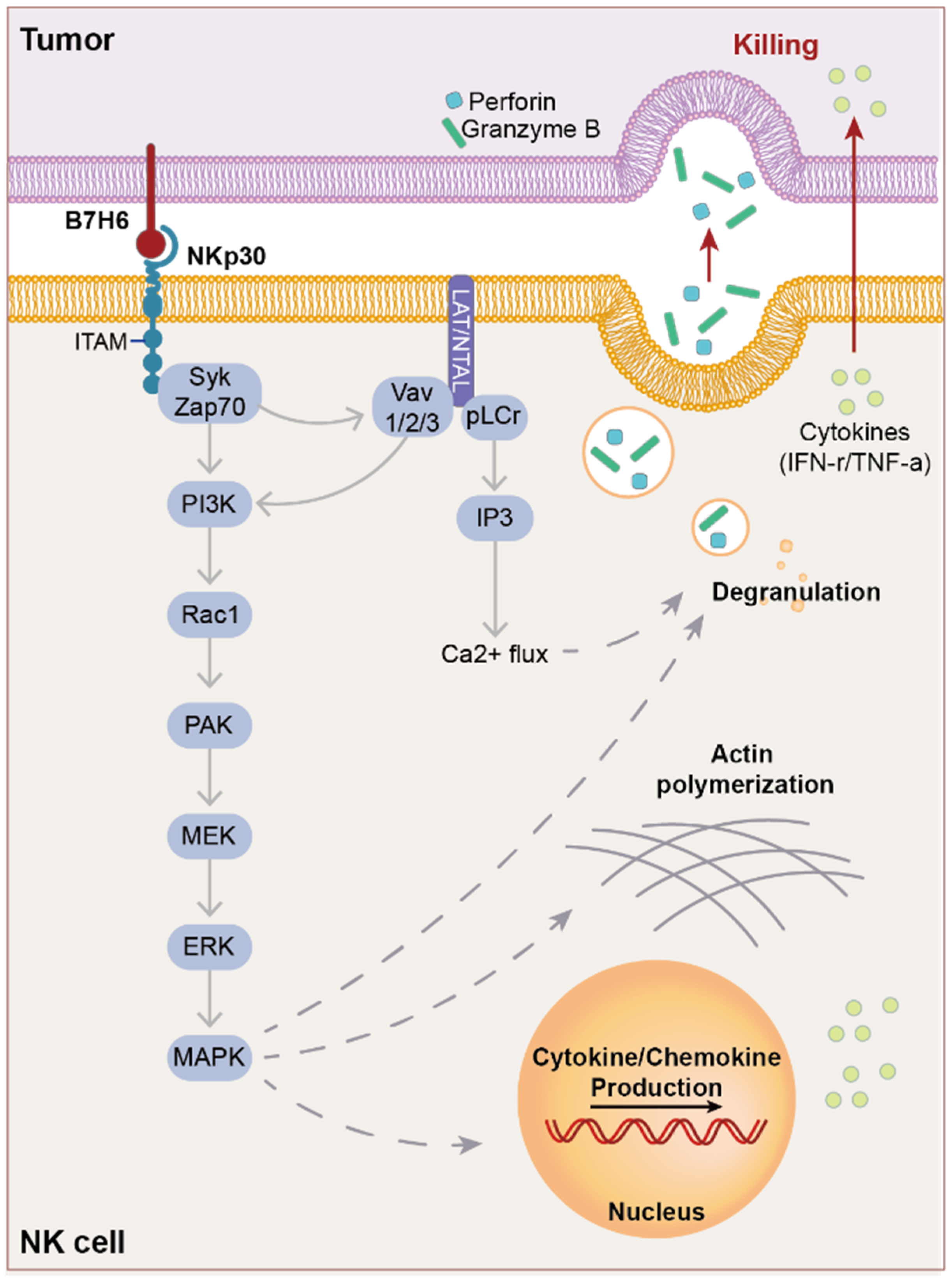 Harnessing B7-H6 for Anticancer Immunotherapy: Expression, Pathways ...