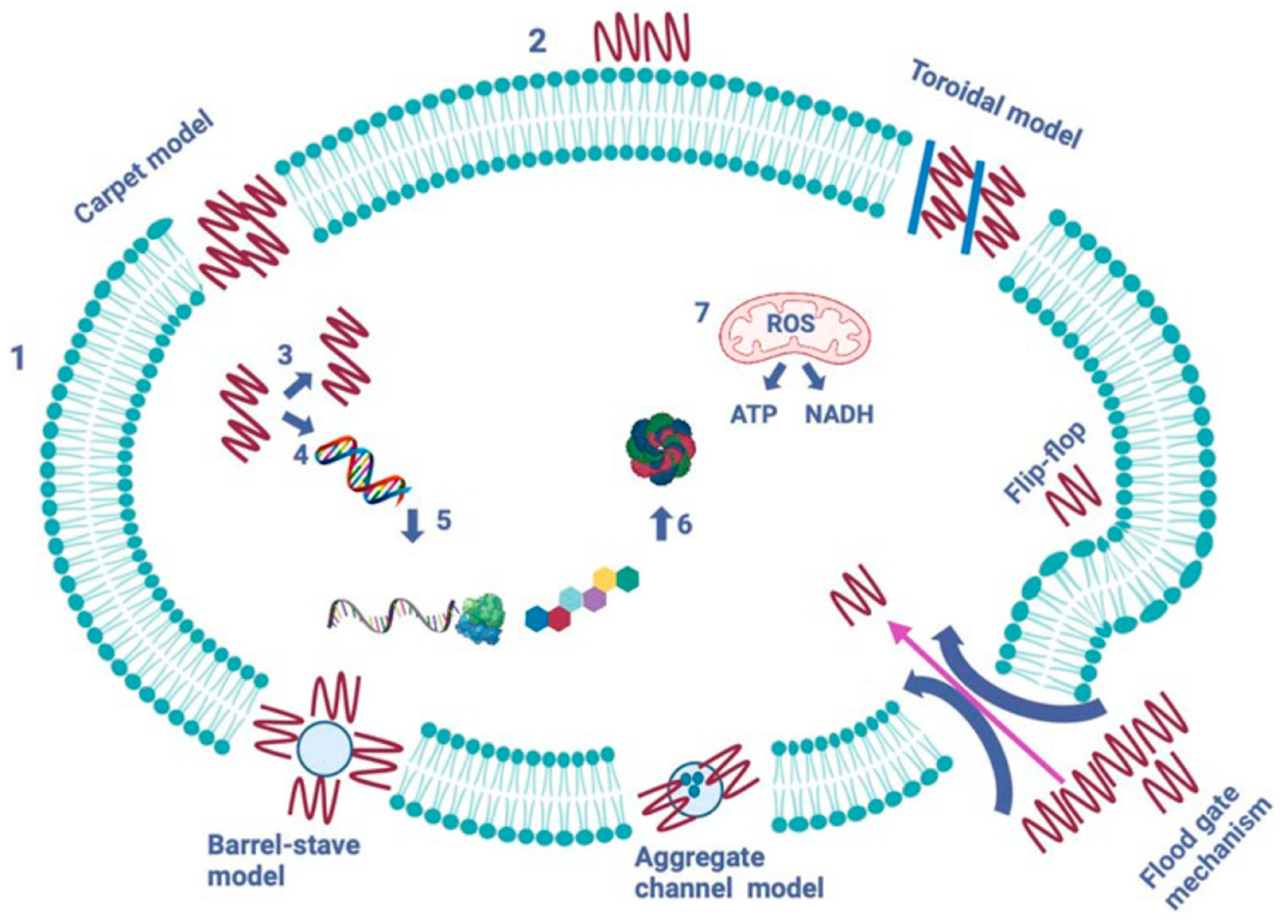 Antimicrobial Peptides Derived from Bacteria: Classification, Sources ...