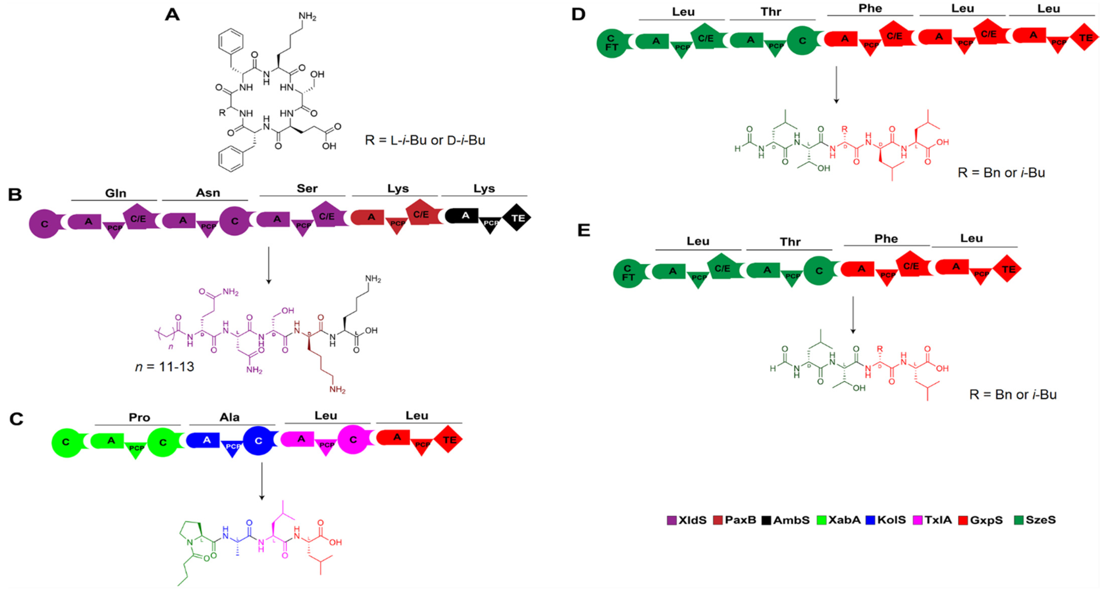 Structure, Function and Engineering of the Nonribosomal Peptide ...