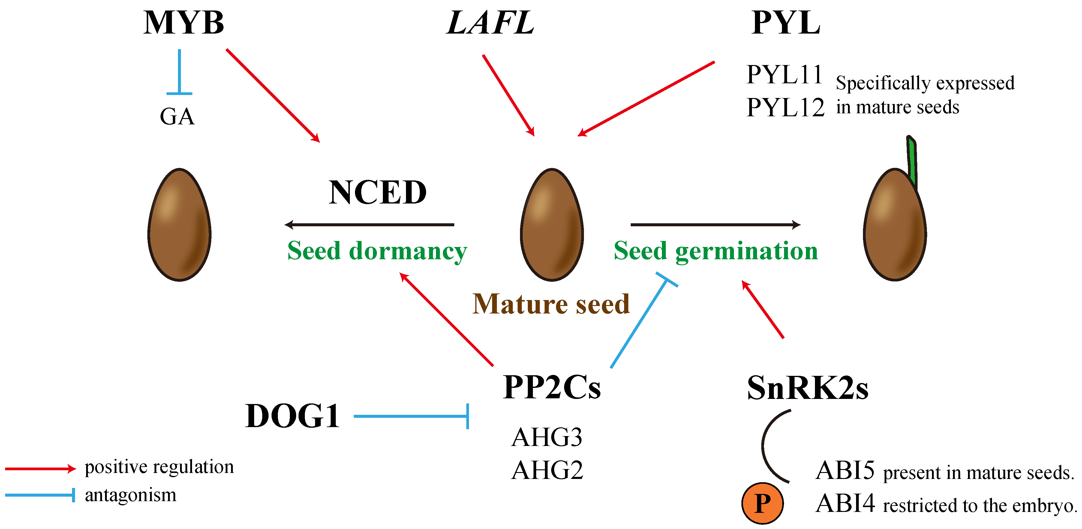 From Regulation to Application: The Role of Abscisic Acid in Seed and ...