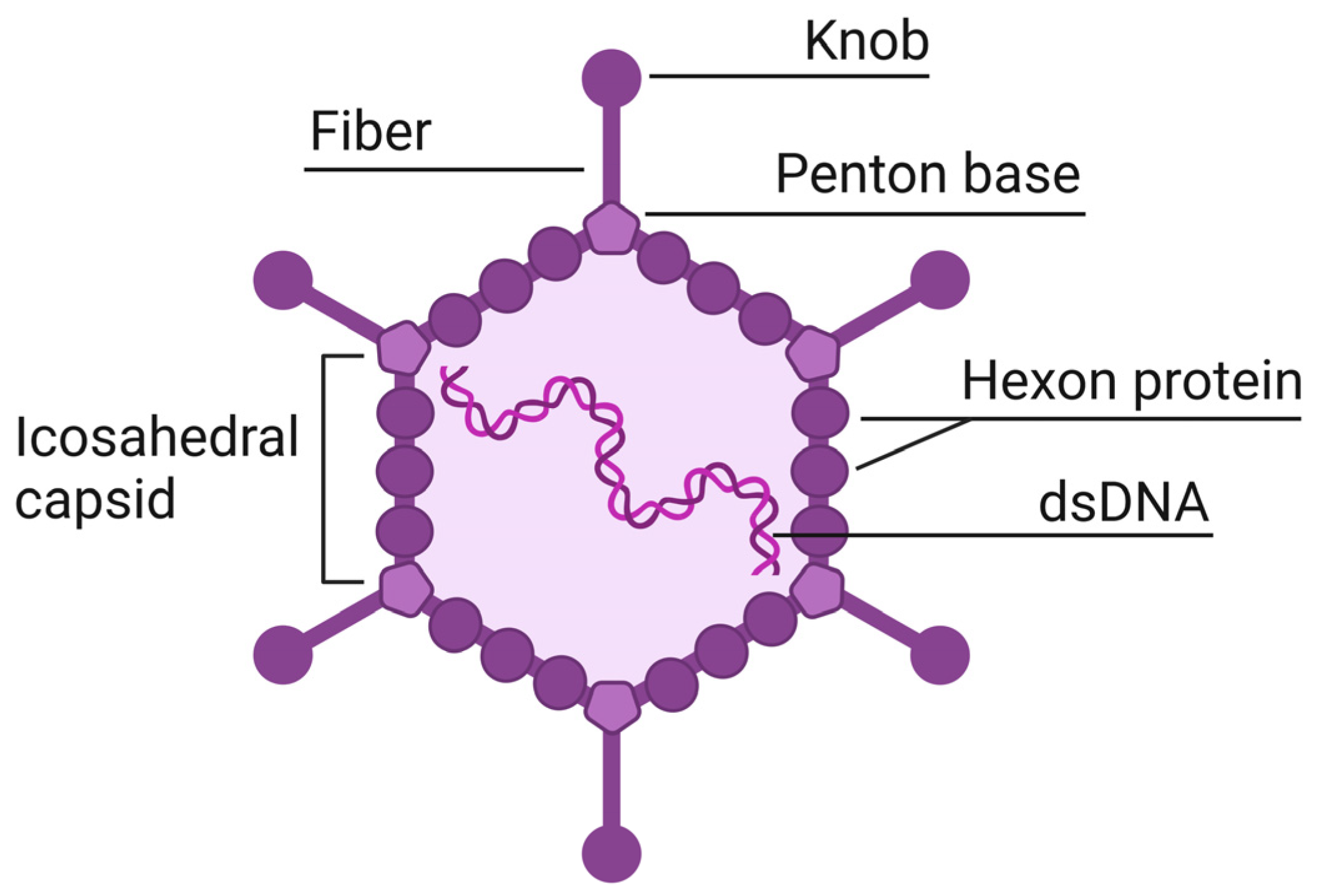 Strategies for Modifying Adenoviral Vectors for Gene Therapy | MDPI