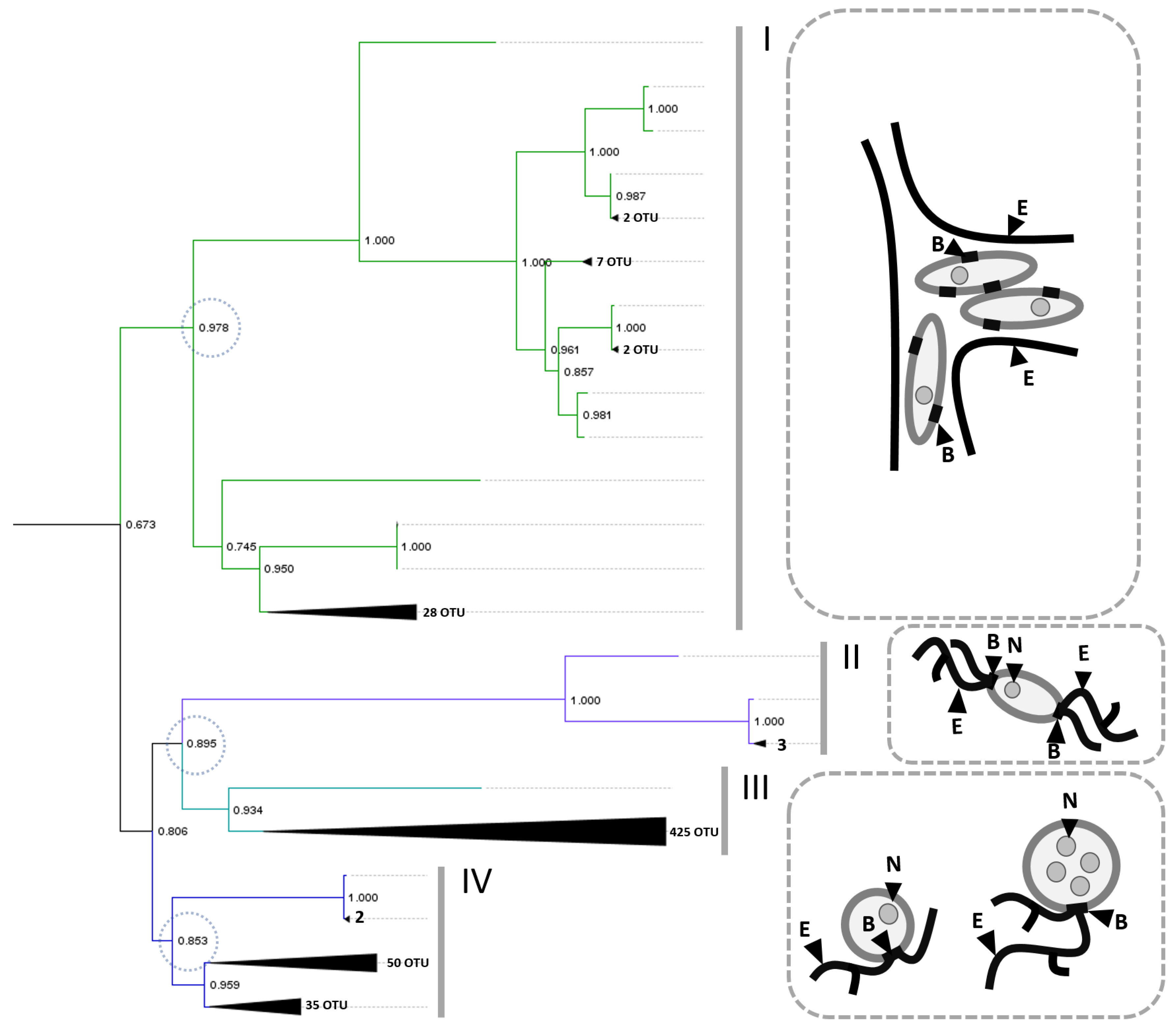 Thraustochytrids: Evolution, Ultrastructure, Biotechnology, and ...