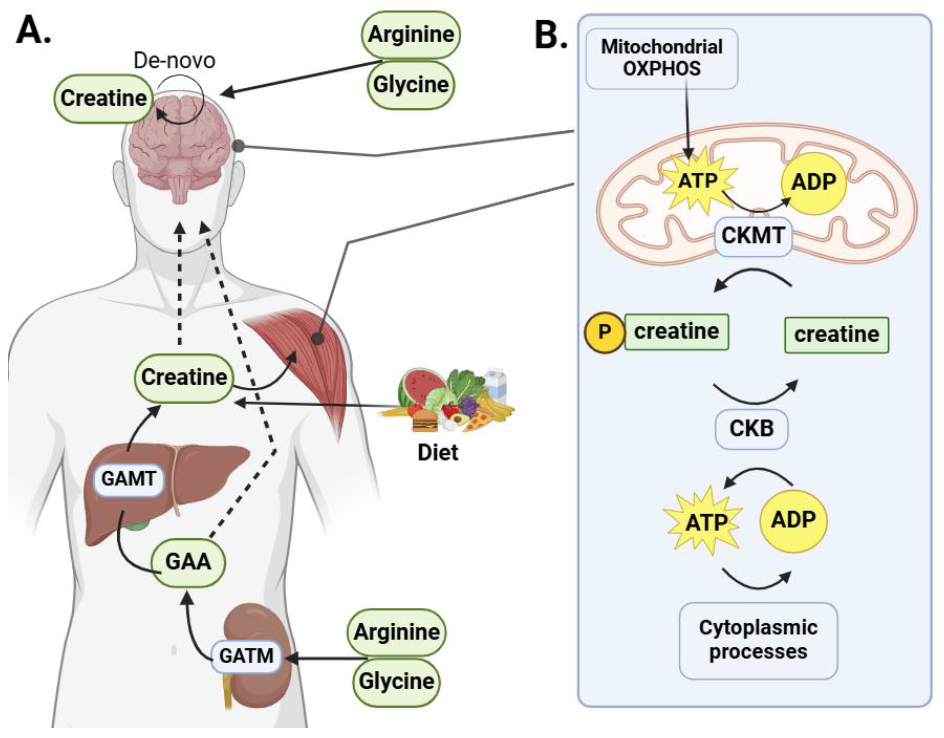It Is Not Just About Storing Energy: The Multifaceted Role of Creatine ...