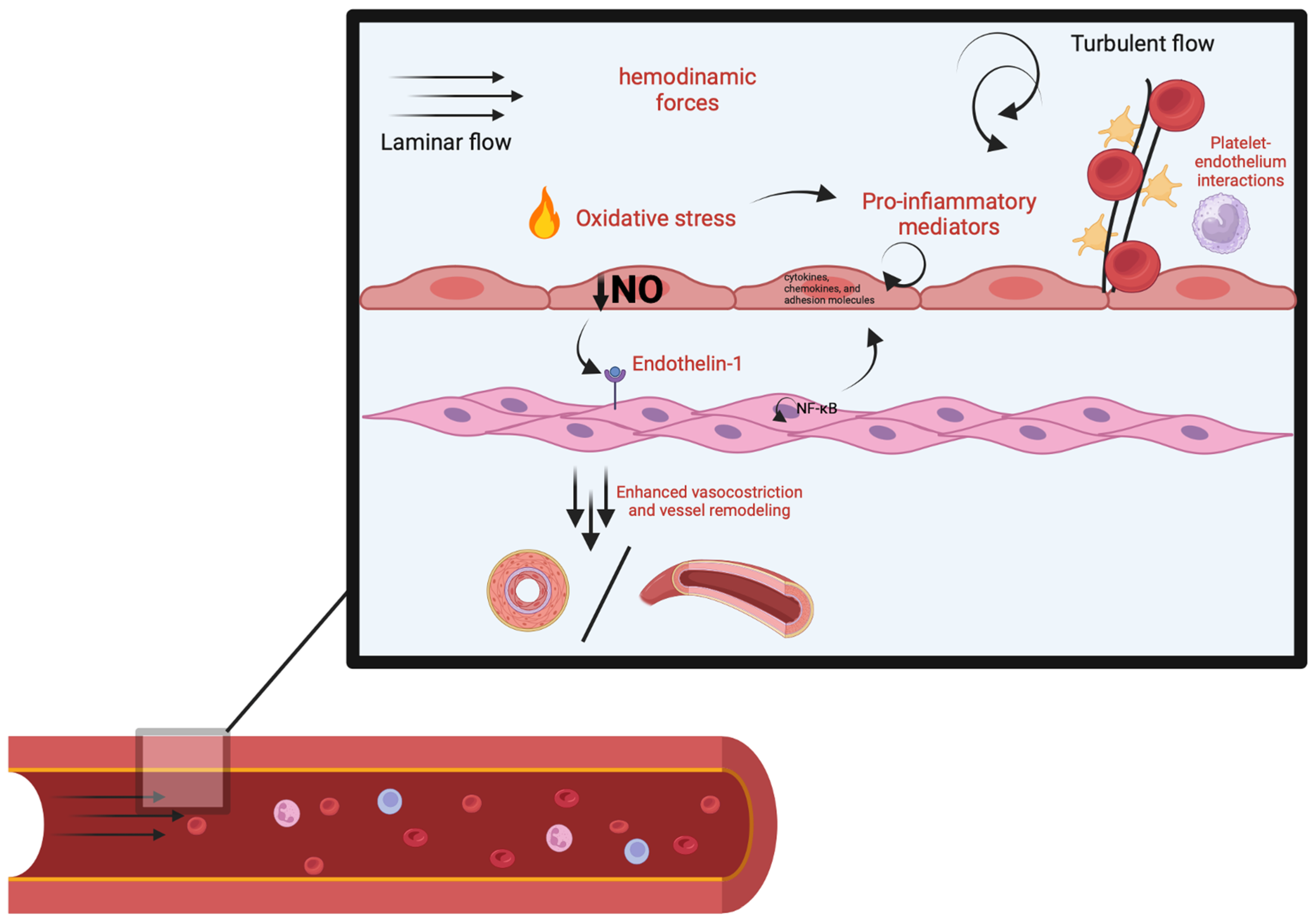 Systemic and Cardiac Microvascular Dysfunction in Hypertension | MDPI