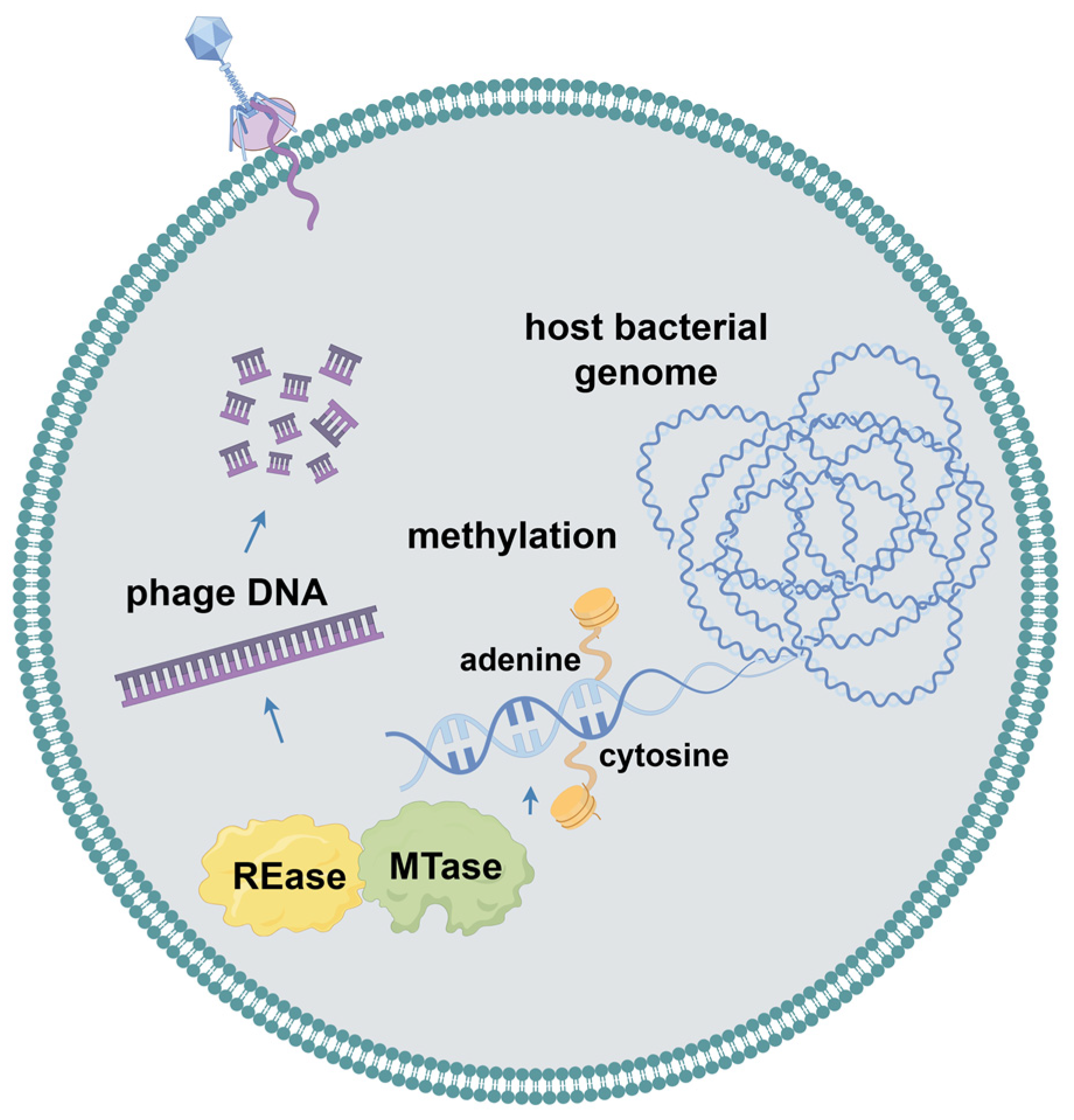 Overview of Phage Defense Systems in Bacteria and Their Applications | MDPI