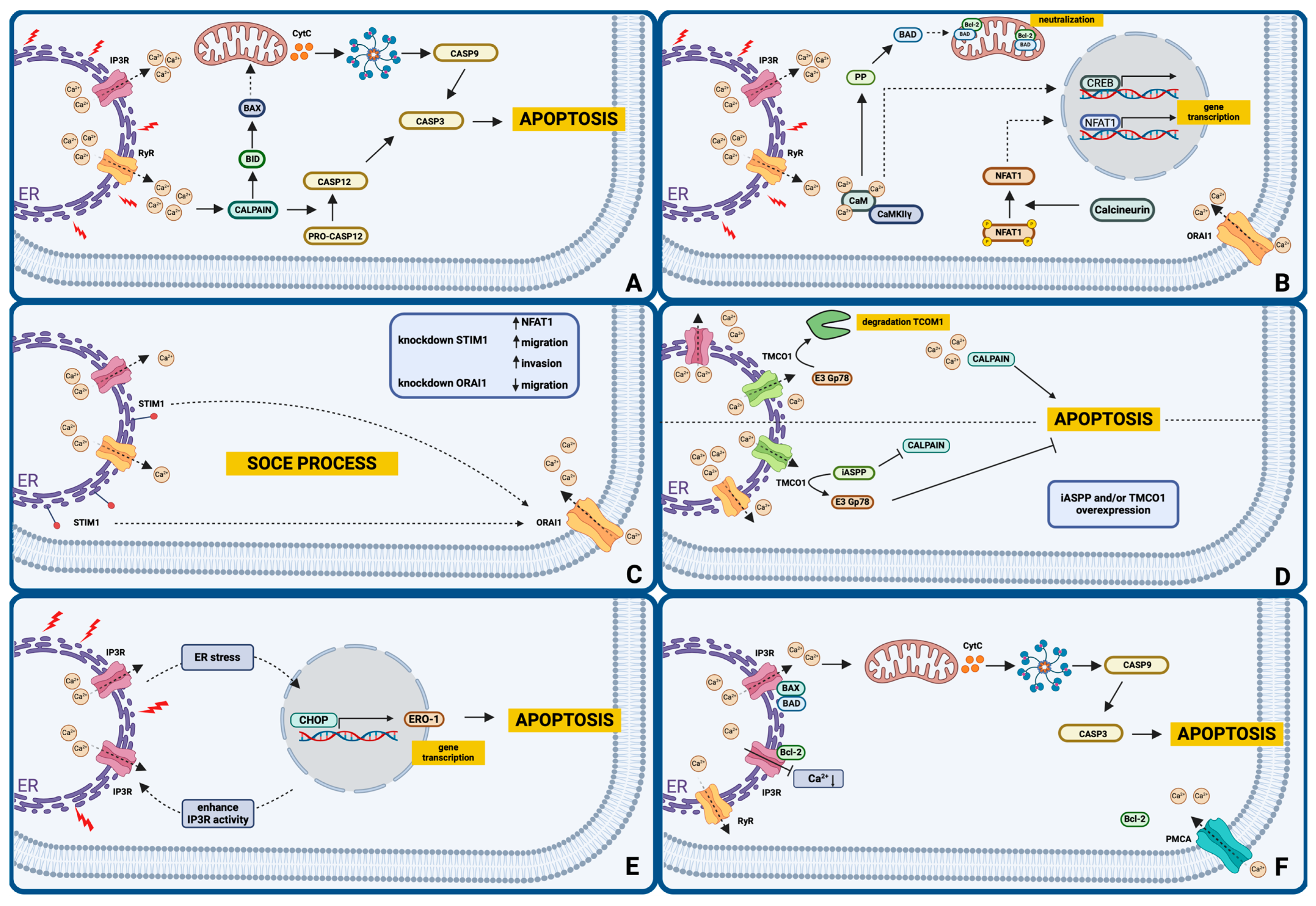 The Impact of Calcium Overload on Cellular Processes: Exploring ...