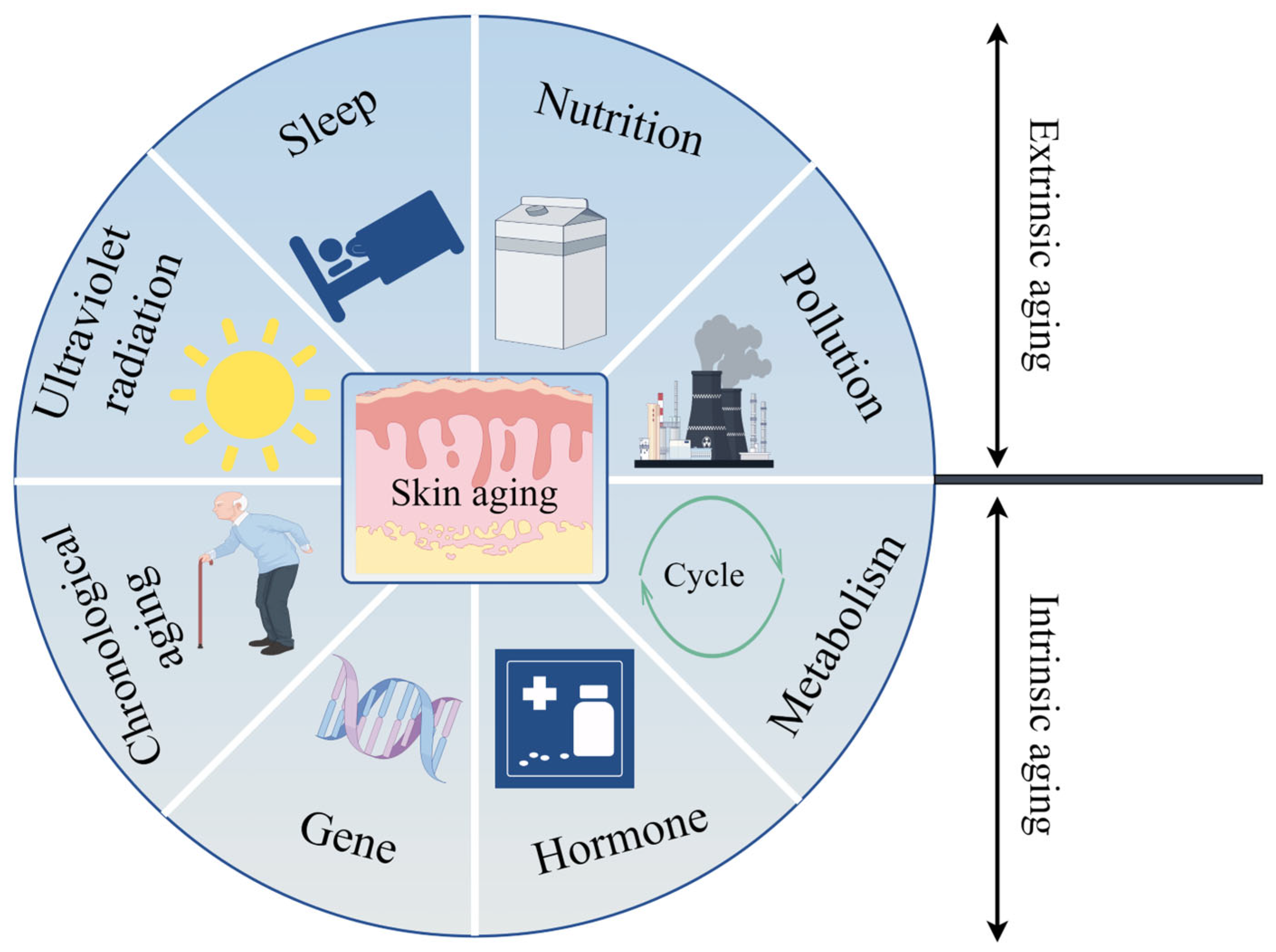 Role of Mitochondrial Dynamics in Skin Homeostasis: An Update | MDPI