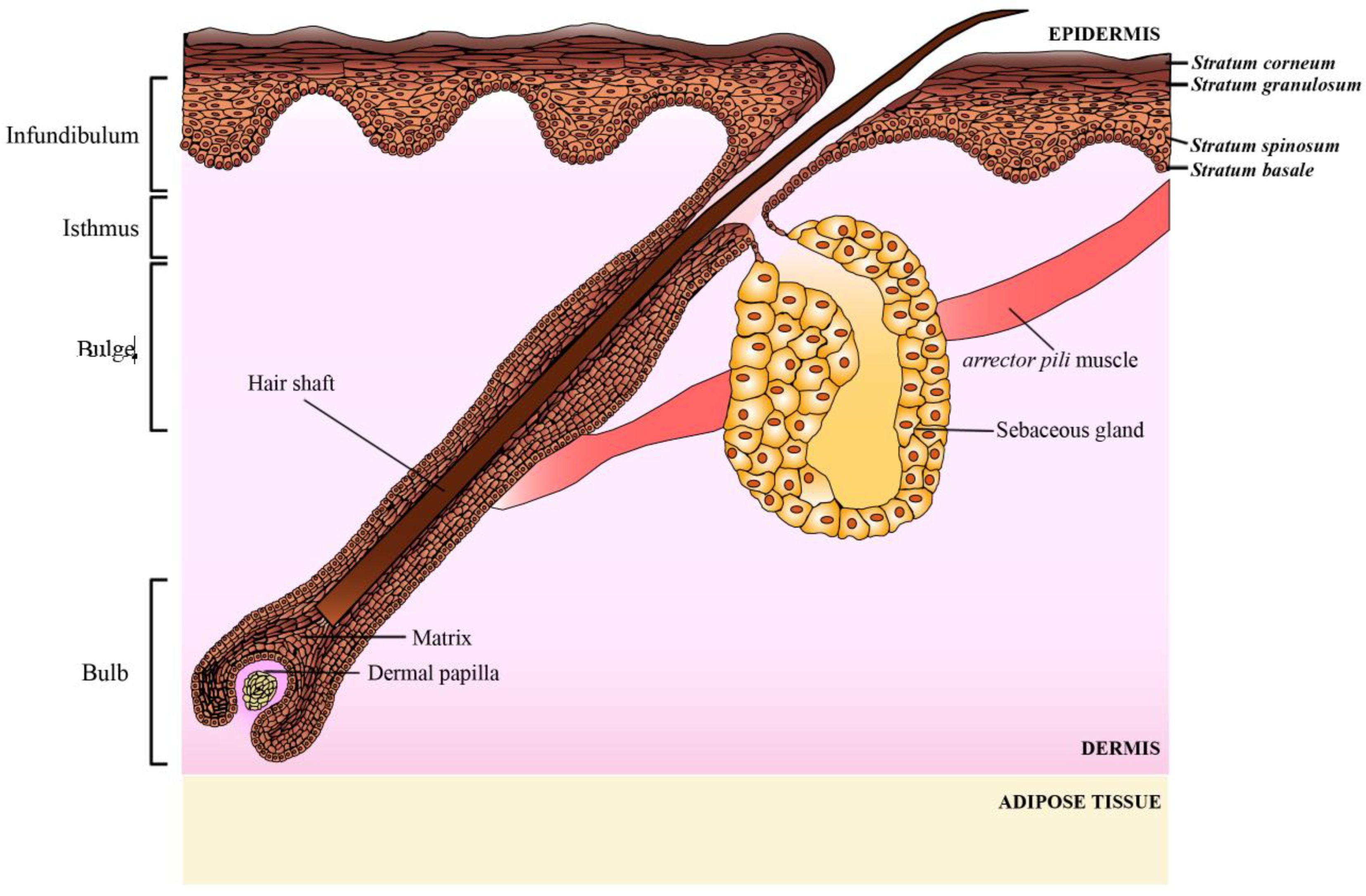 Bulge-Derived Epithelial Cells Isolated from Human Hair Follicles Using ...