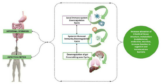 Intestinal Microbiota Dysbiosis Role and Bacterial Translocation as a ...