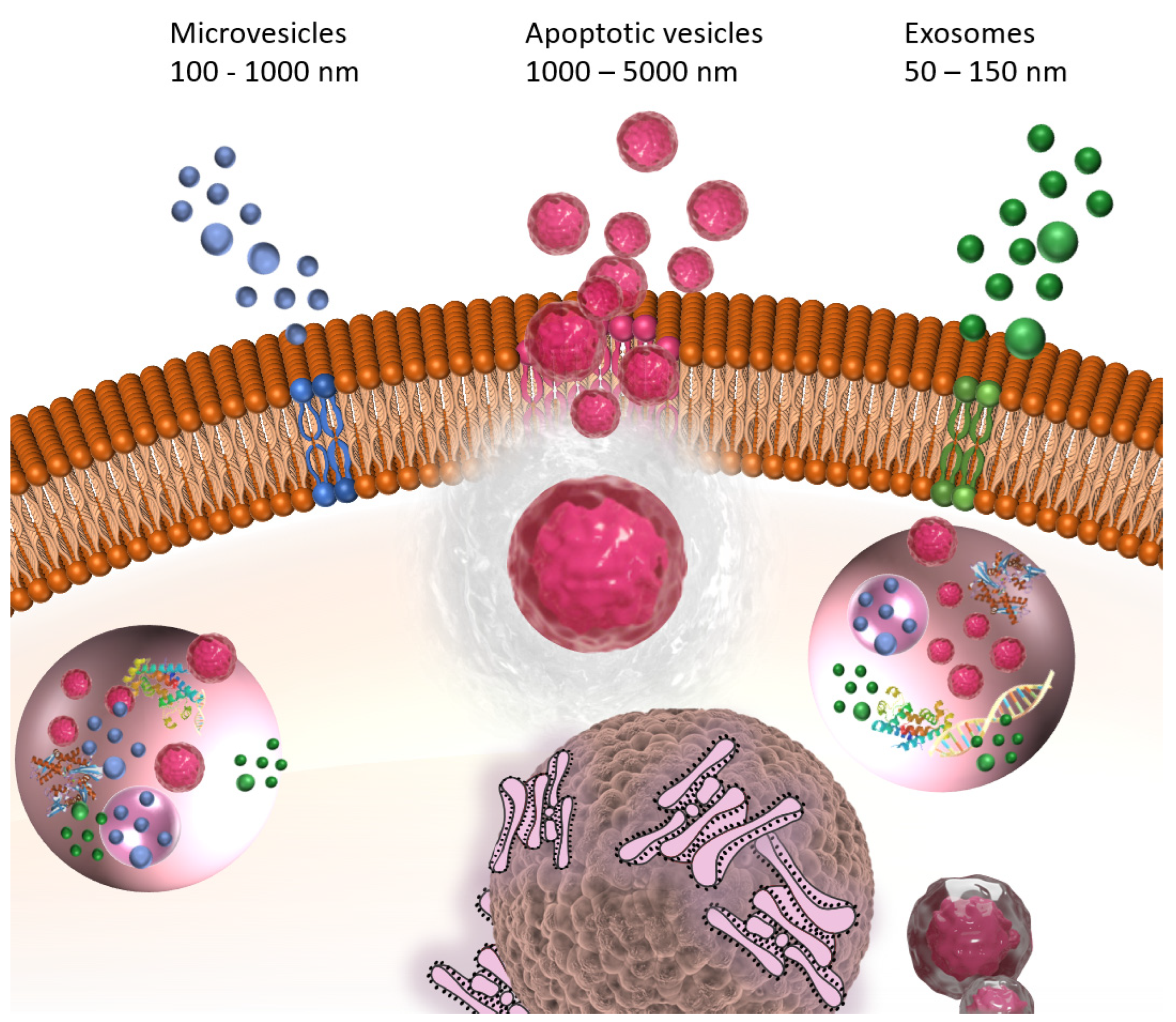 Extracellular Vesicles in the Mesenchymal Stem Cell/Macrophage Axis ...