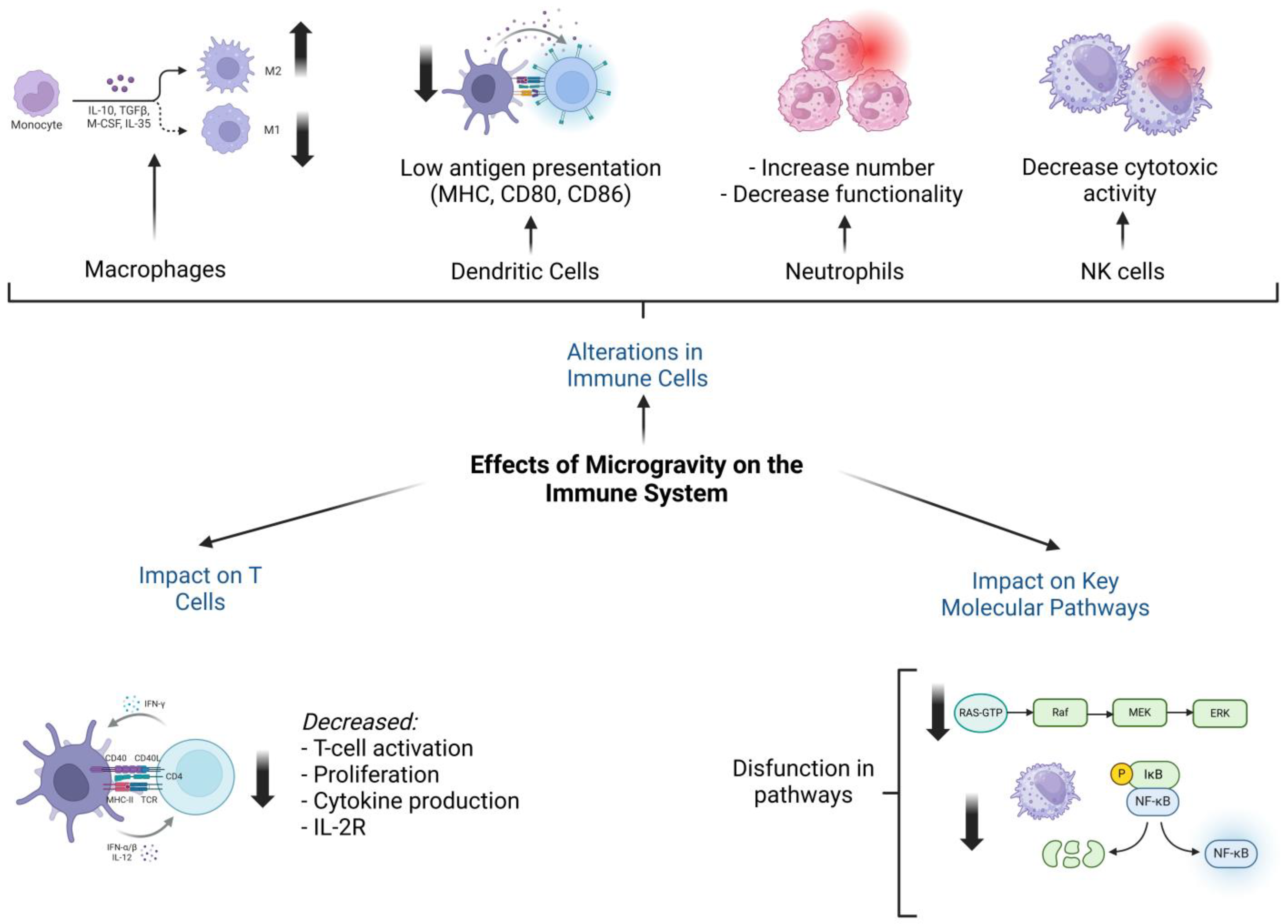 Microgravity and Cellular Biology: Insights into Cellular Responses and ...