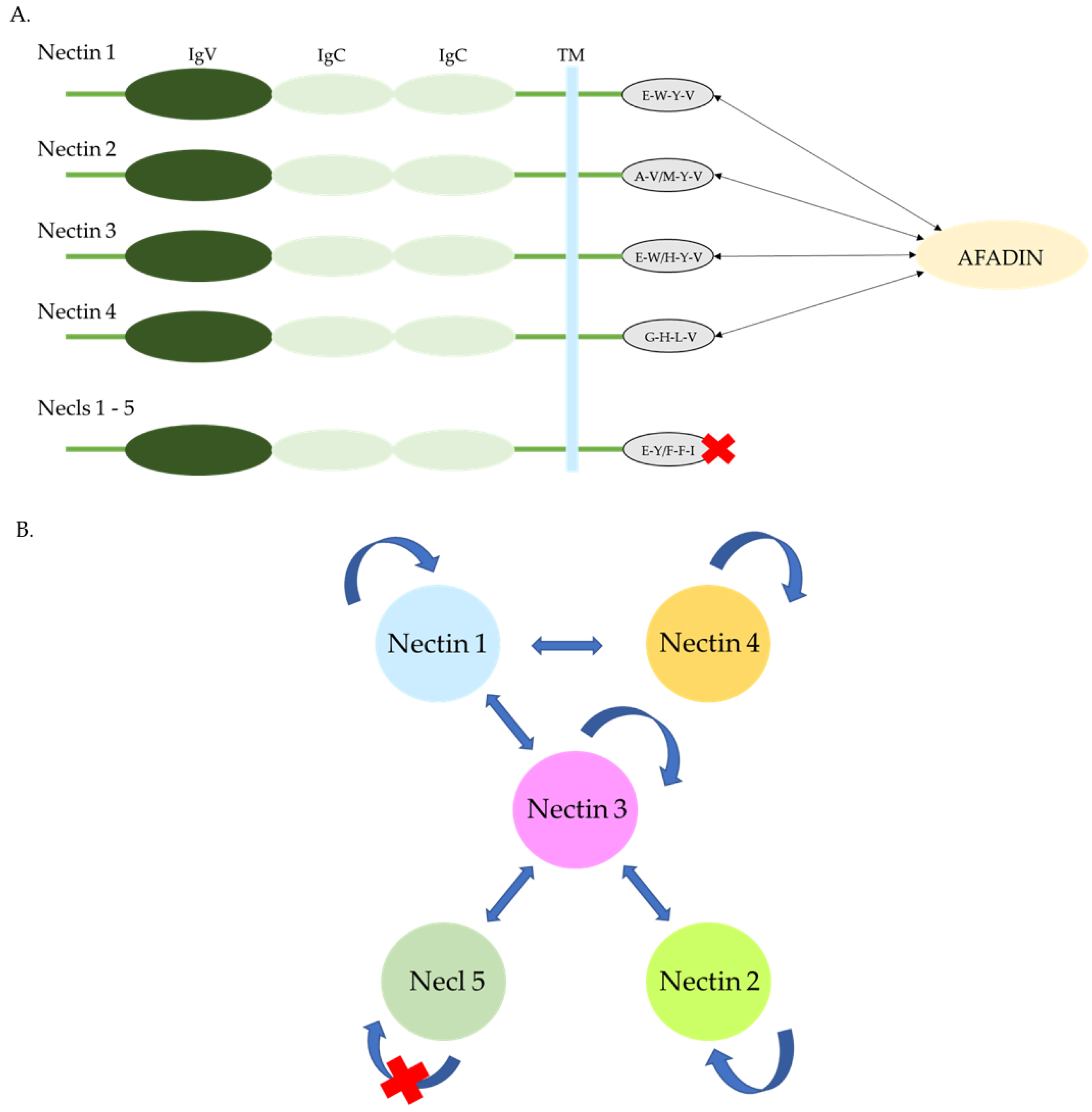 The Significance of Nectin Family Proteins in Various Cancerogenous ...