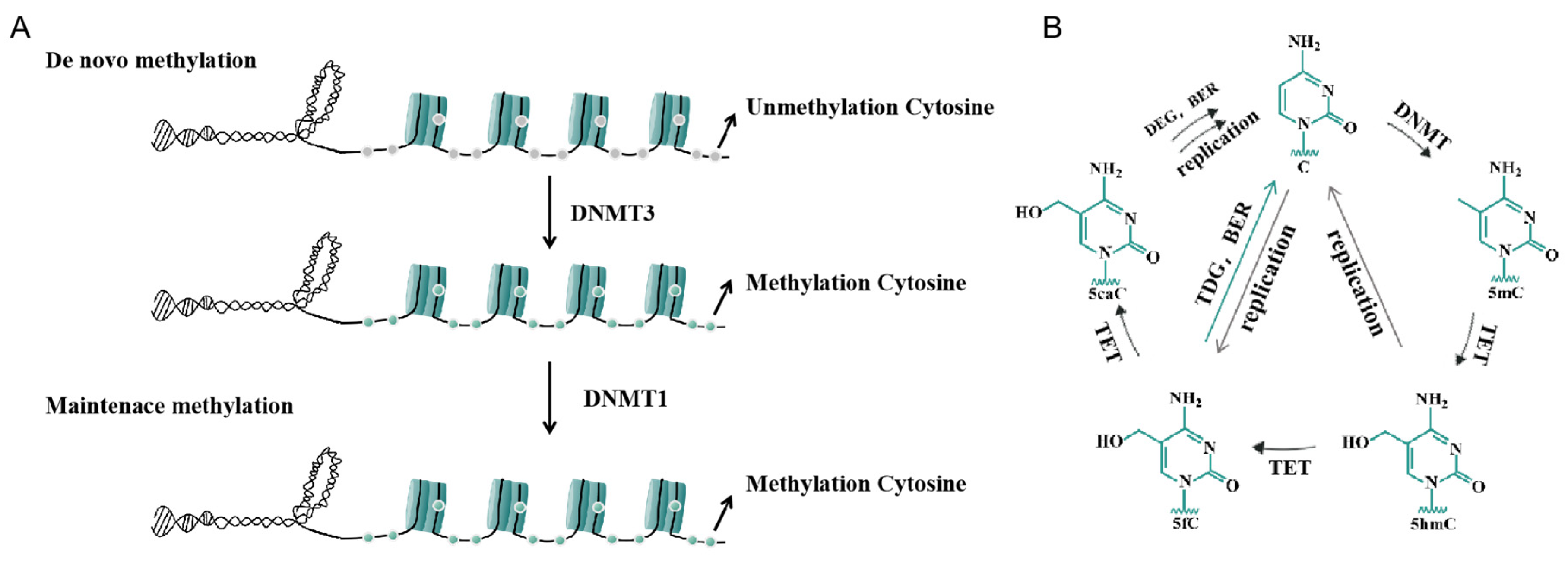 Effects of Ionizing Radiation on DNA Methylation Patterns and Their ...