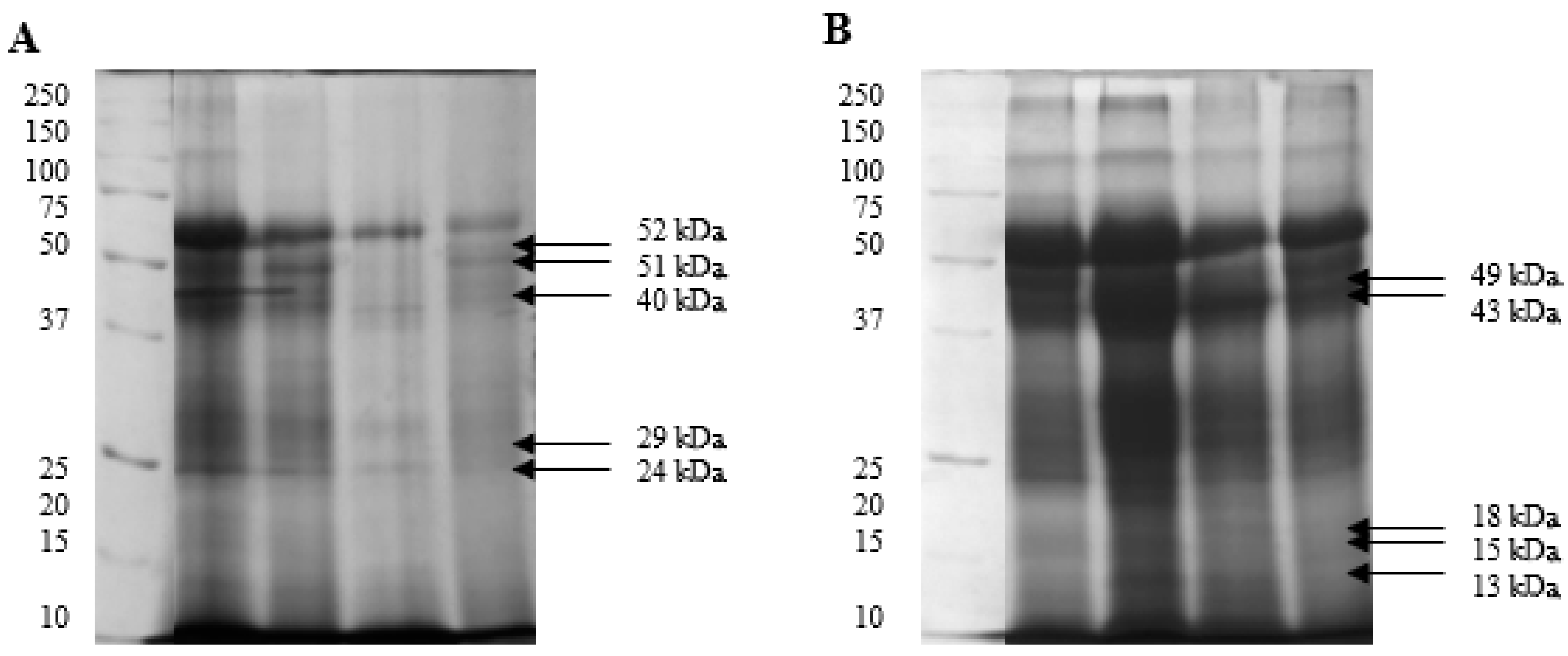 Does the Type of Semen Affect the Phosphoproteome of Turkey (Meleagris ...