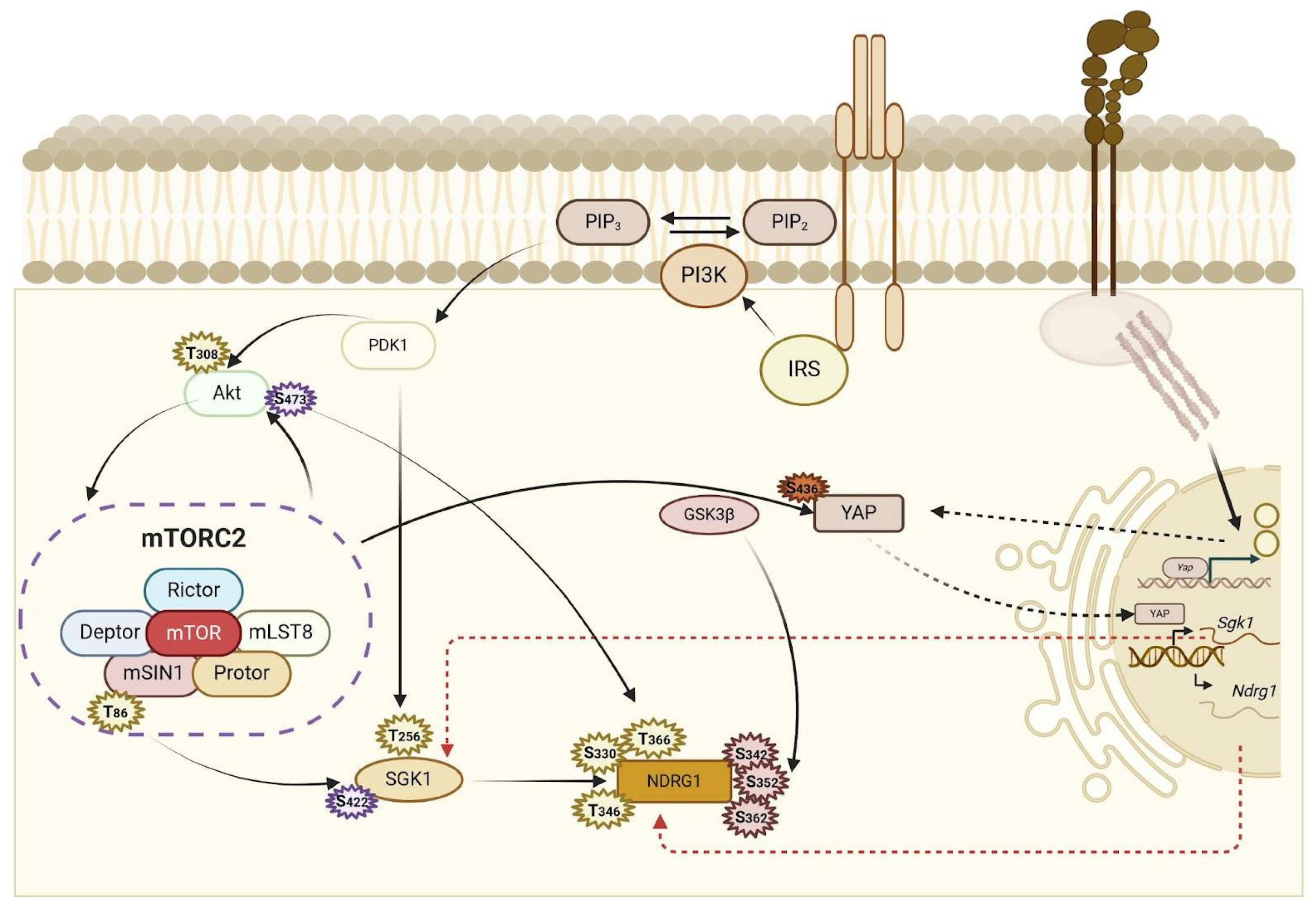 Insight into the Regulation of NDRG1 Expression | MDPI