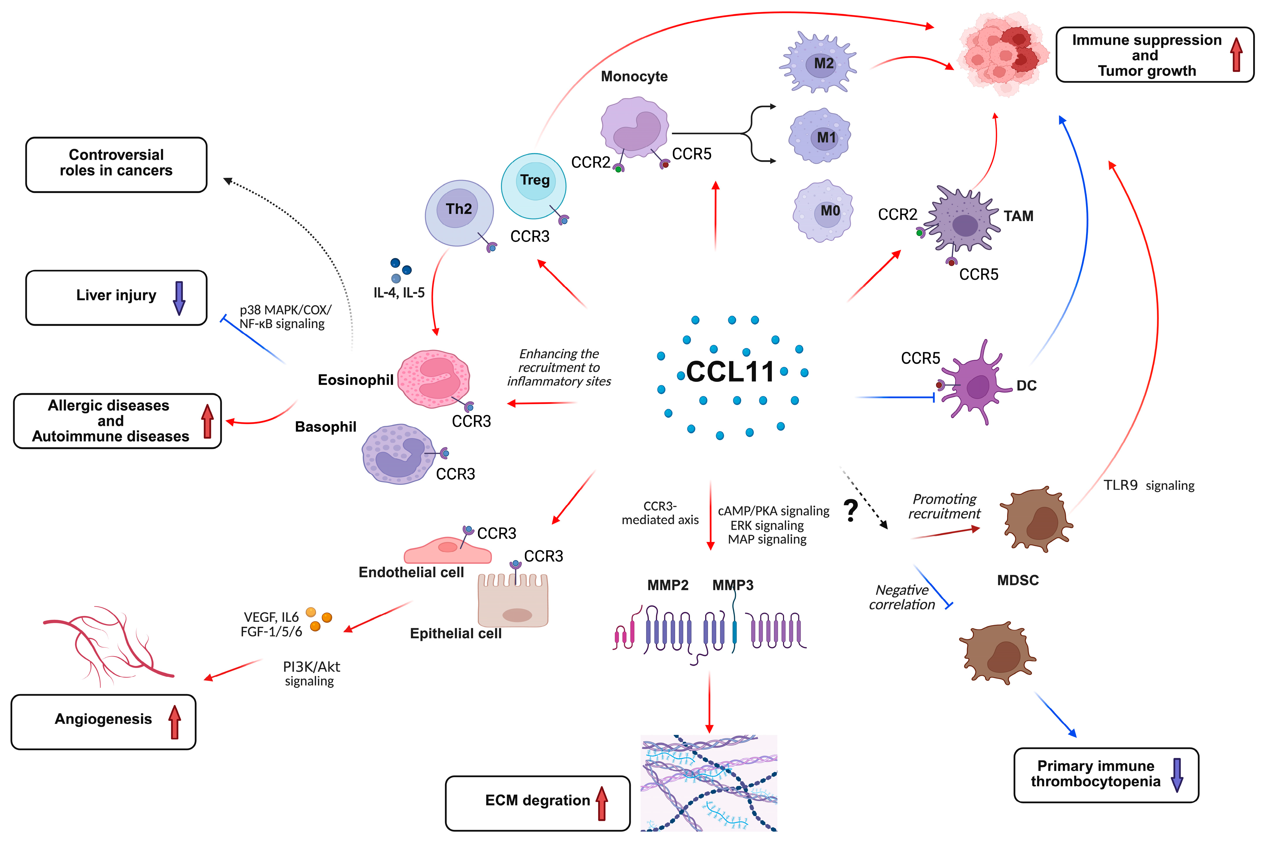 Emerging Roles of C-C Motif Ligand 11 (CCL11) in Cancers and Liver ...