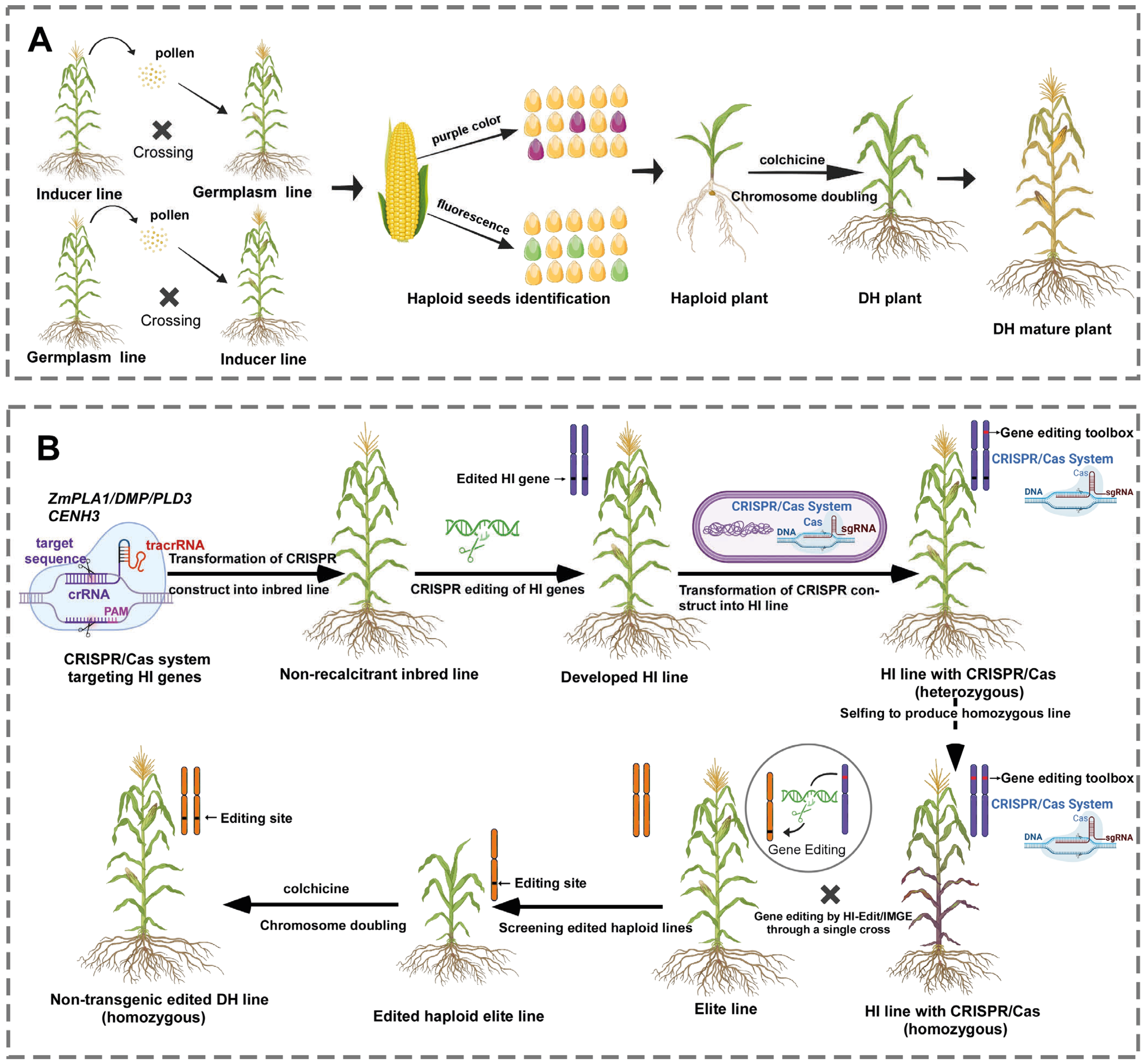 Advances in Genome Editing Through Haploid Induction Systems | MDPI